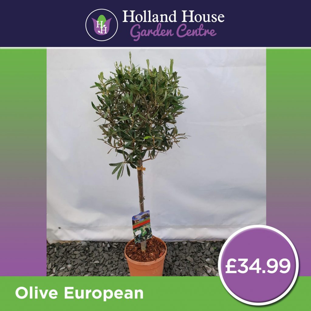 Acer-Palmatum Cascade-Ruby-5Ft - Holland House Garden Centre Preston