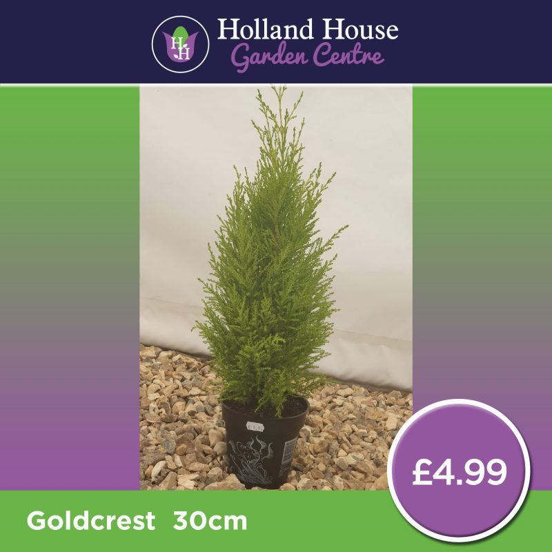 Acer-Palmatum Cascade-Ruby-5Ft - Holland House Garden Centre Preston