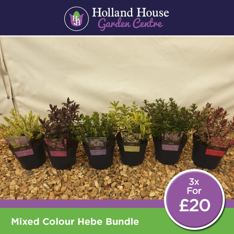 Acer-Palmatum Cascade-Ruby-5Ft - Holland House Garden Centre Preston