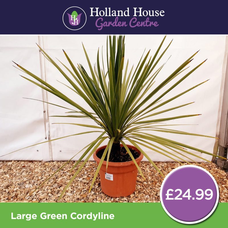 Acer-Palmatum Cascade-Ruby-5Ft - Holland House Garden Centre Preston