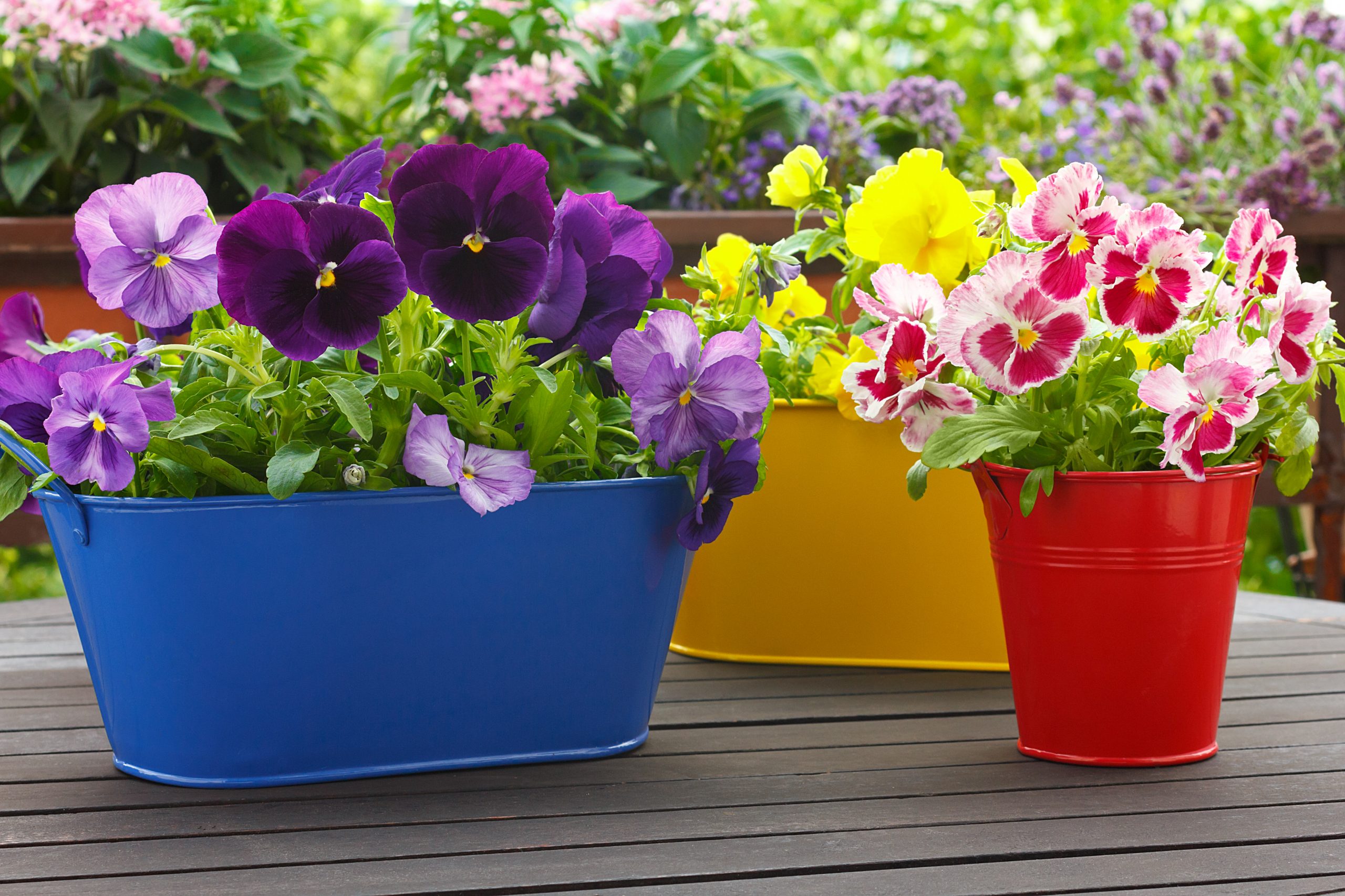 March - Plant of The Month - The Pansy - Holland House Garden Centre ...