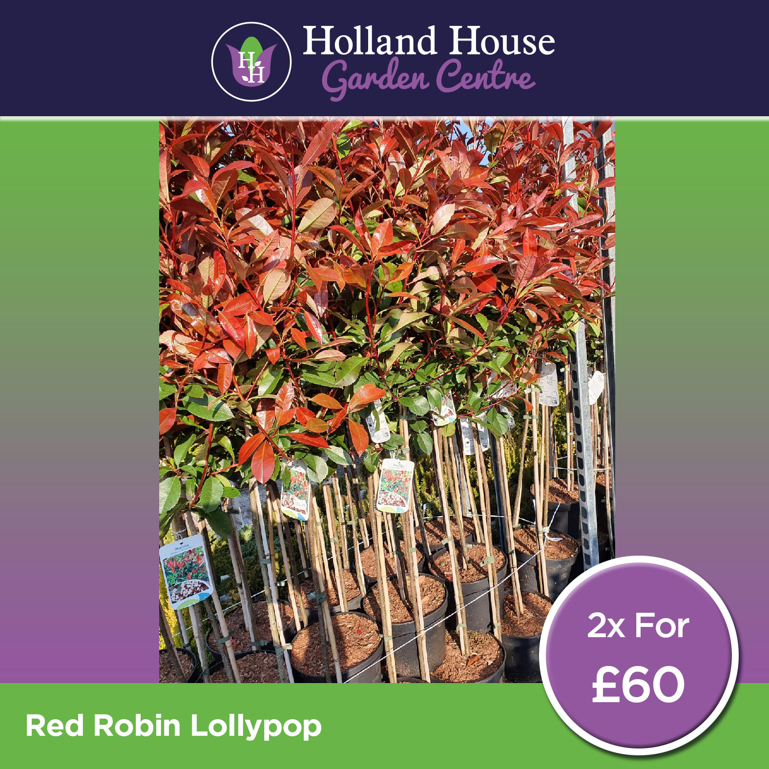 2x Red Robin - Holland House Garden Centre Preston