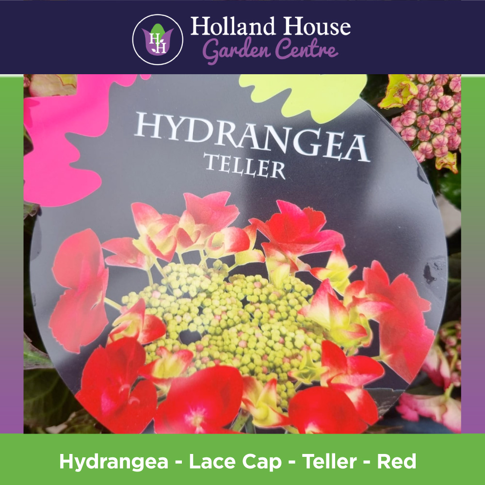 Products - Holland House Garden Centre Preston