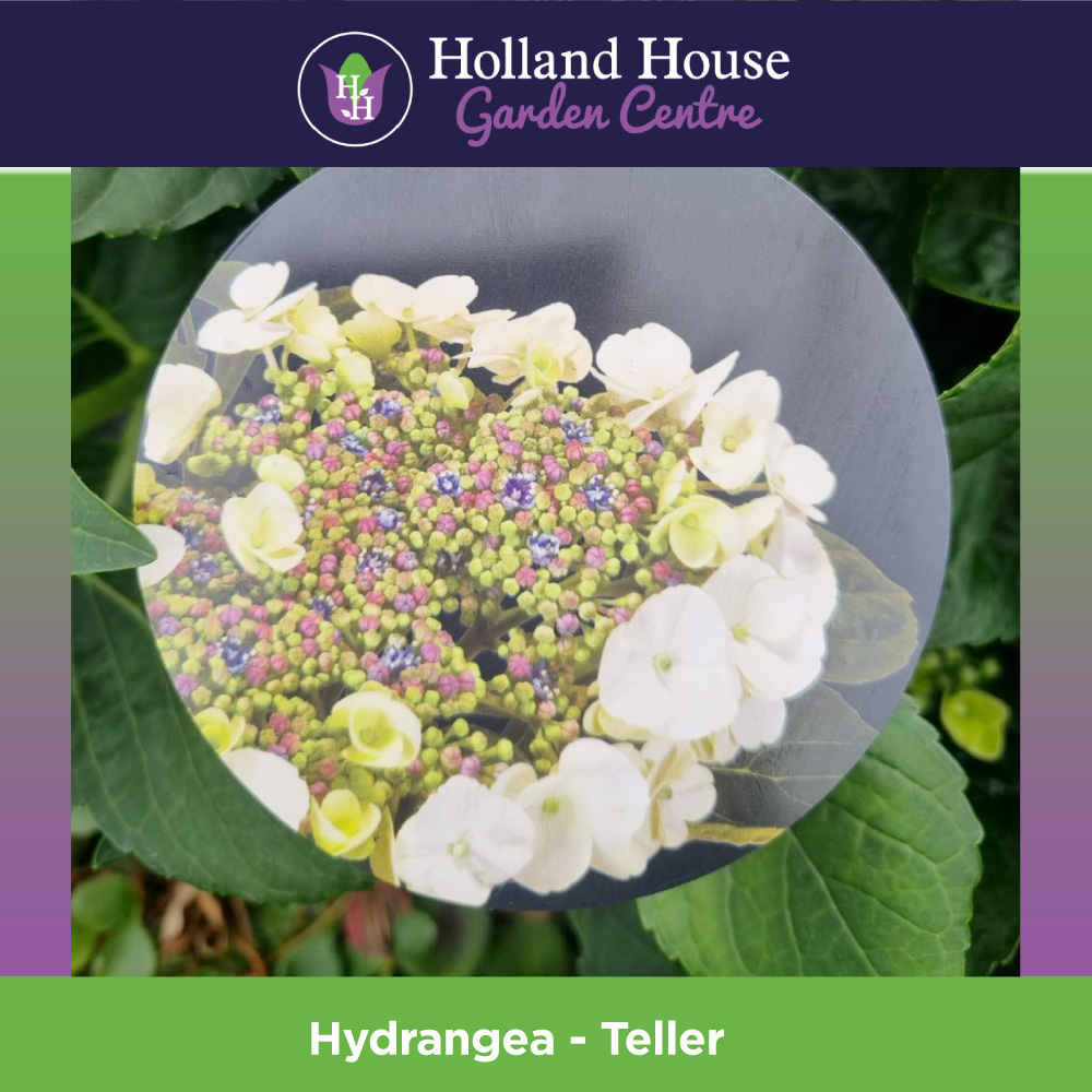 Products - Holland House Garden Centre Preston