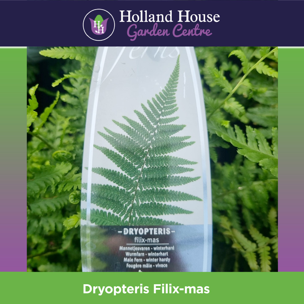 Fern, Dryopteris Filix Mas 1.5 Ltr - Holland House Garden Centre Preston