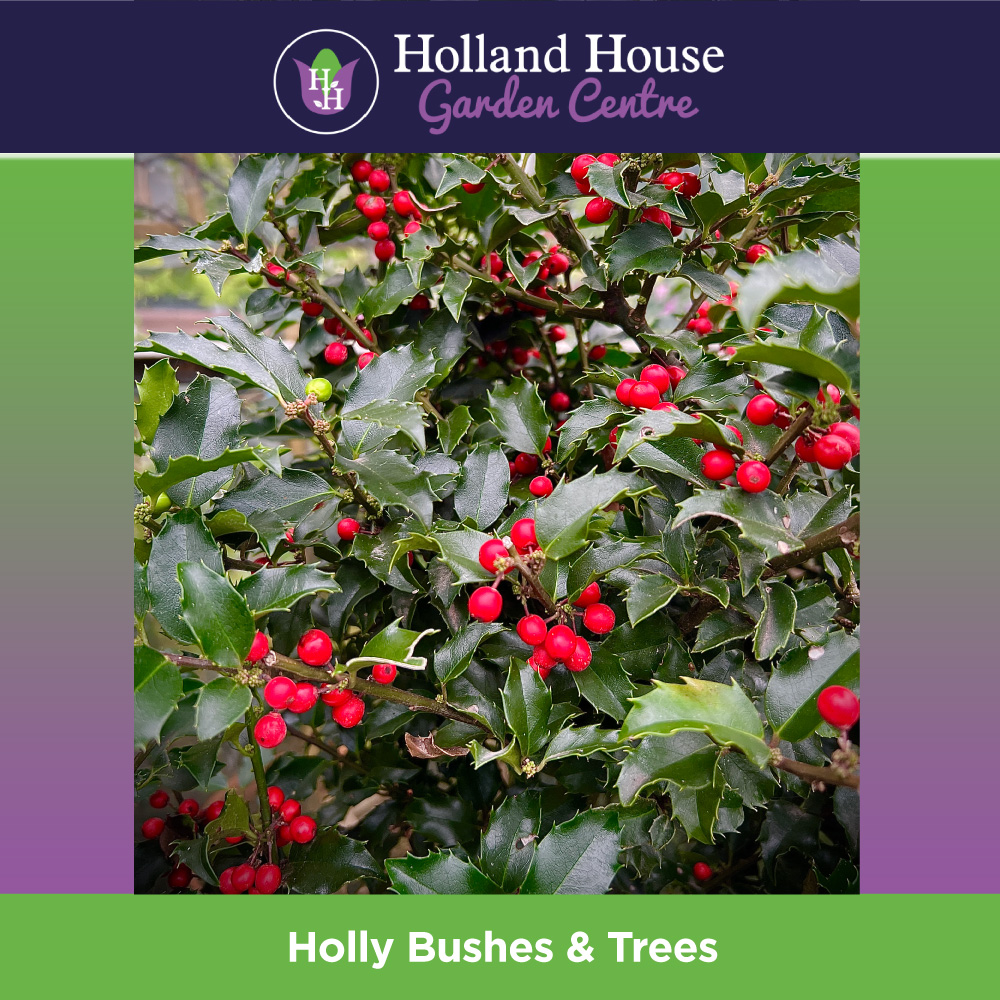 Holly Bushes & Trees - Holland House Garden Centre Preston