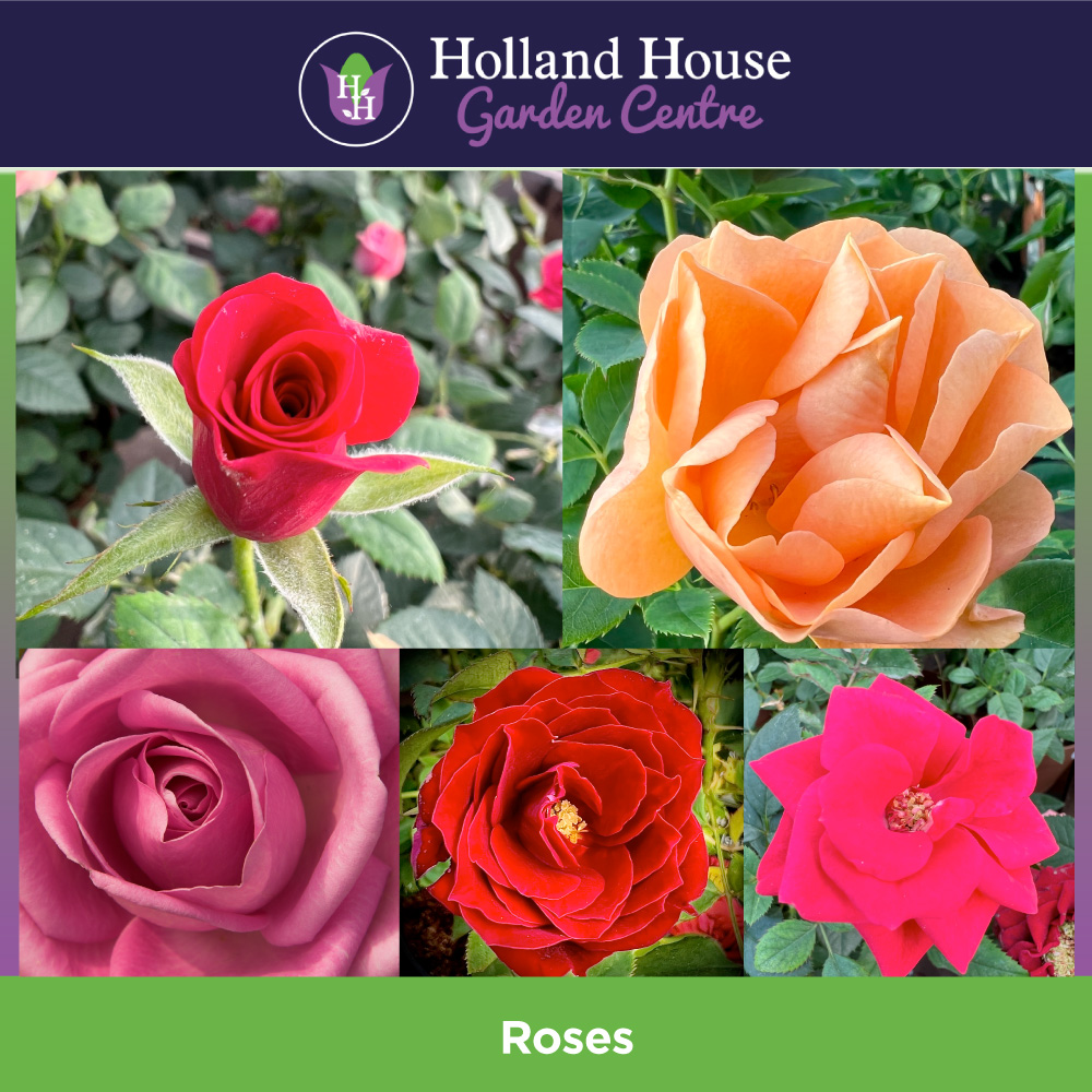 Roses - Holland House Garden Centre Preston
