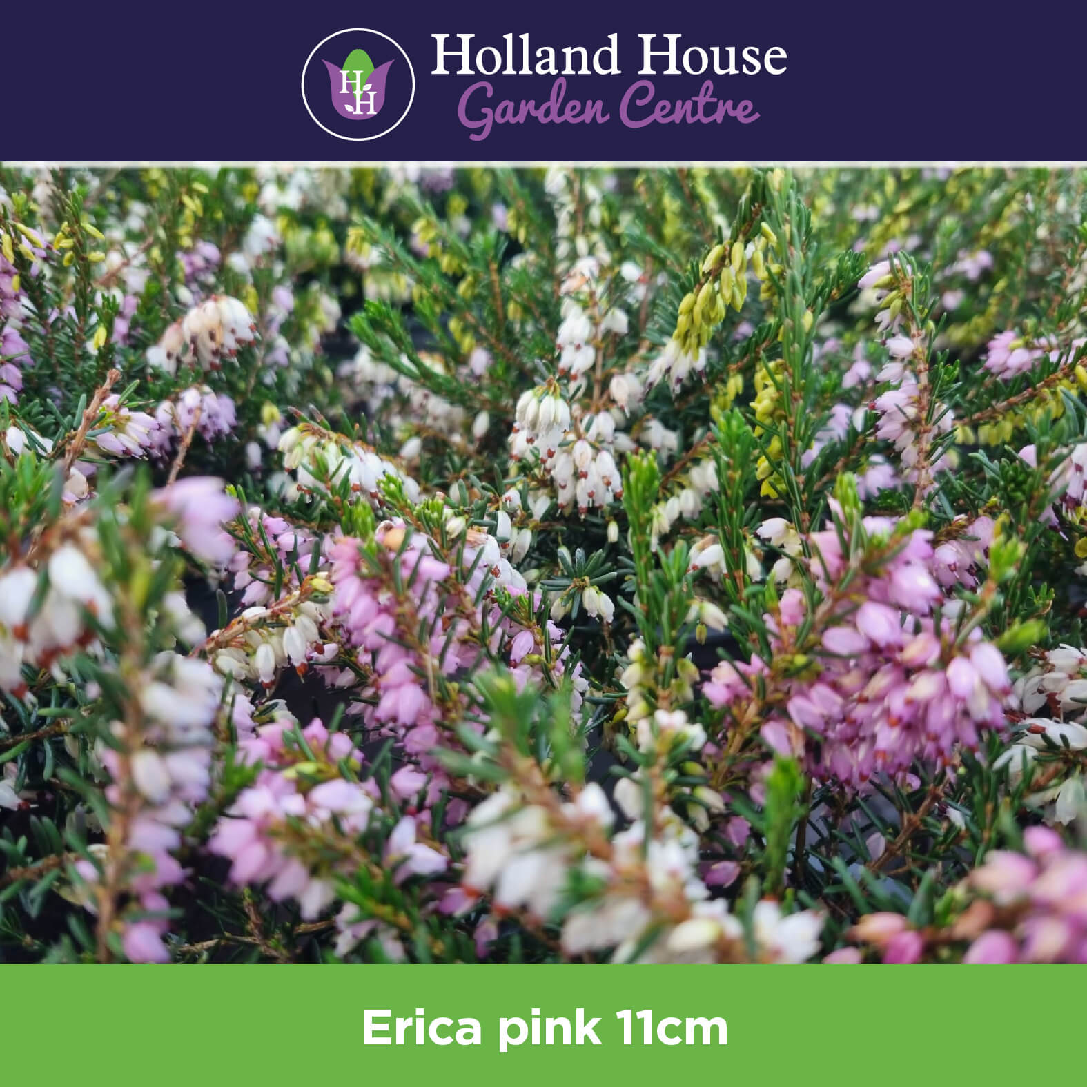 Erica Pink 11cm - Holland House Garden Centre Preston