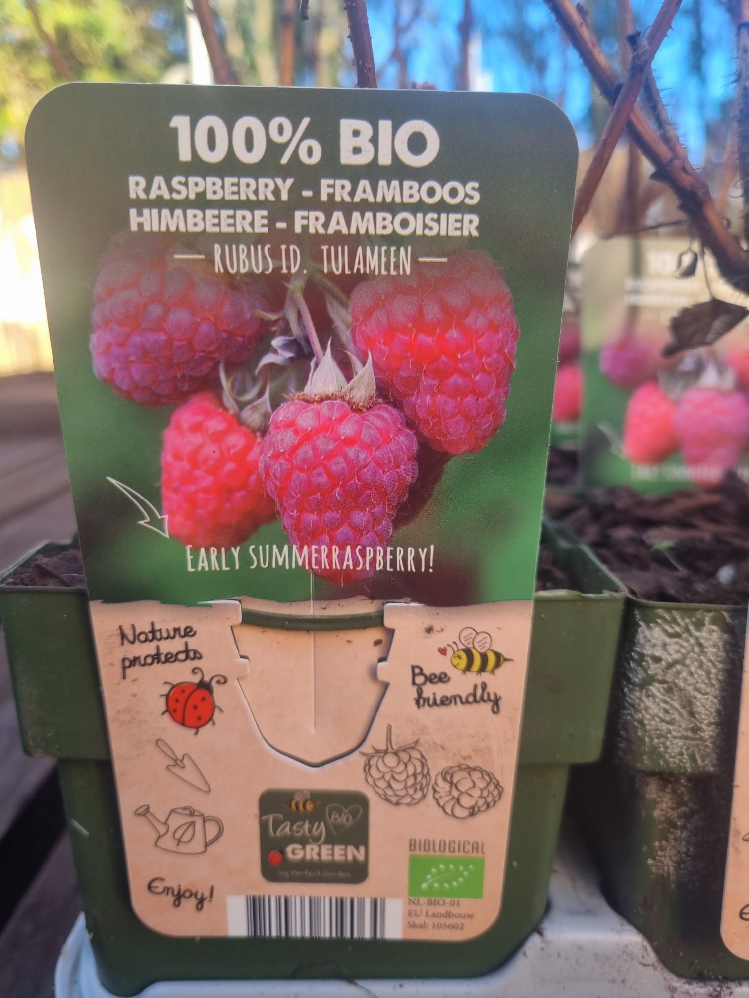 Raspberry - Framboos - Holland House Garden Centre Preston