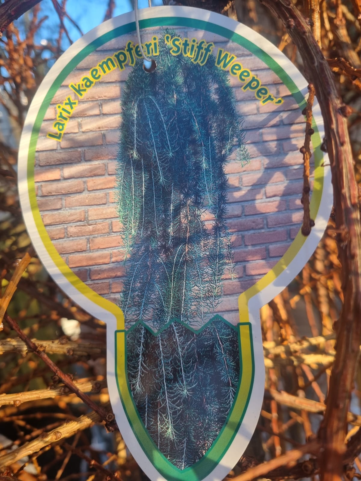 Larix Kaempferi Stiff Weeper 5ltr - Holland House Garden Centre Preston