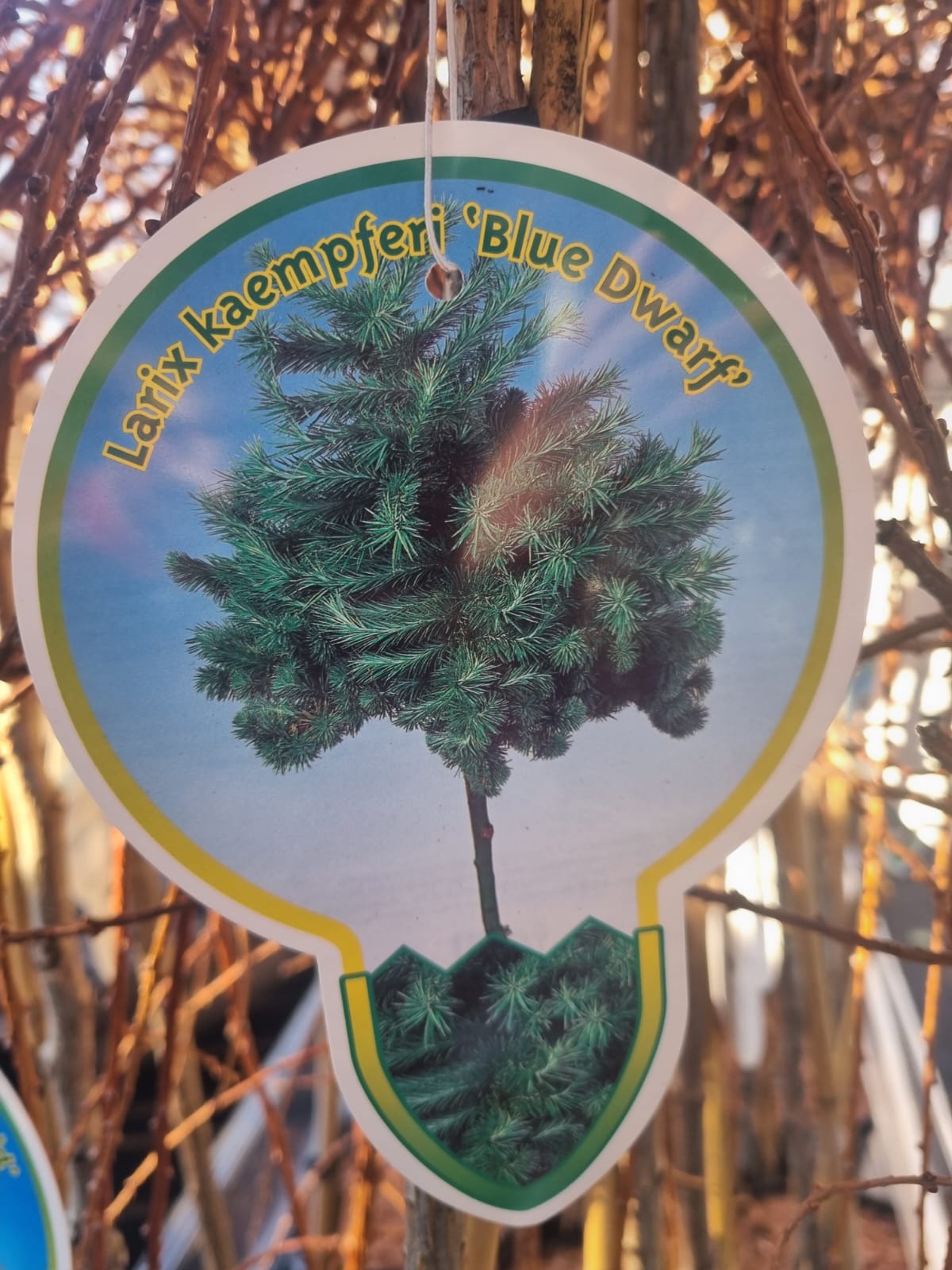 Larix Kaempferi Blue Dwarf 5ltr - Holland House Garden Centre Preston