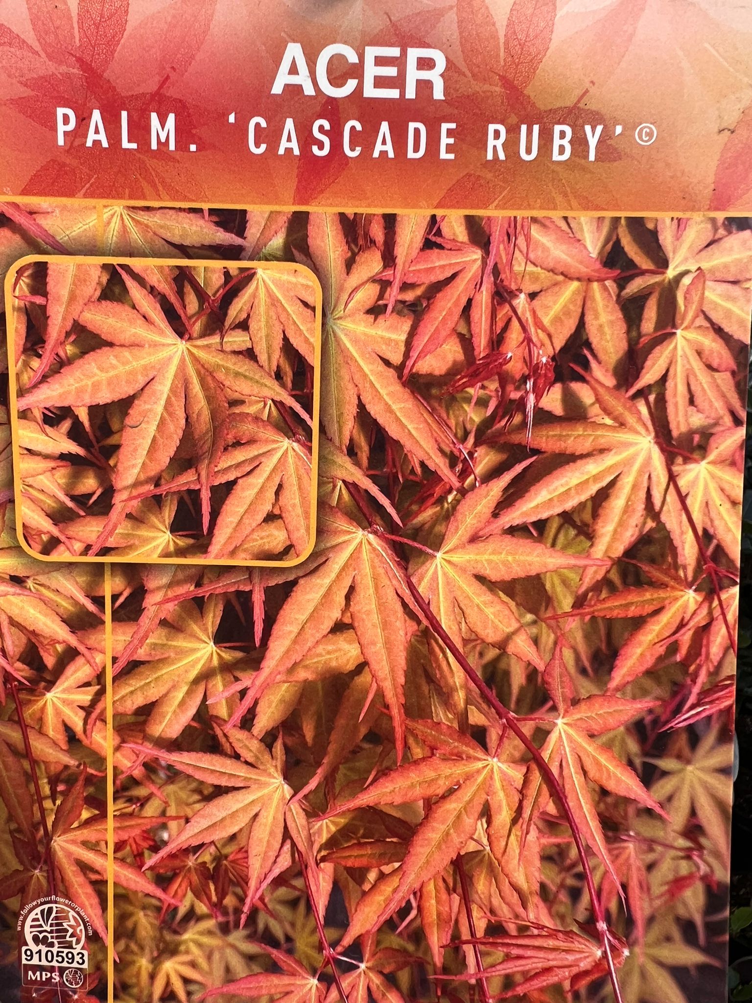Acer-Palmatum Cascade-Ruby-5Ft - Holland House Garden Centre Preston