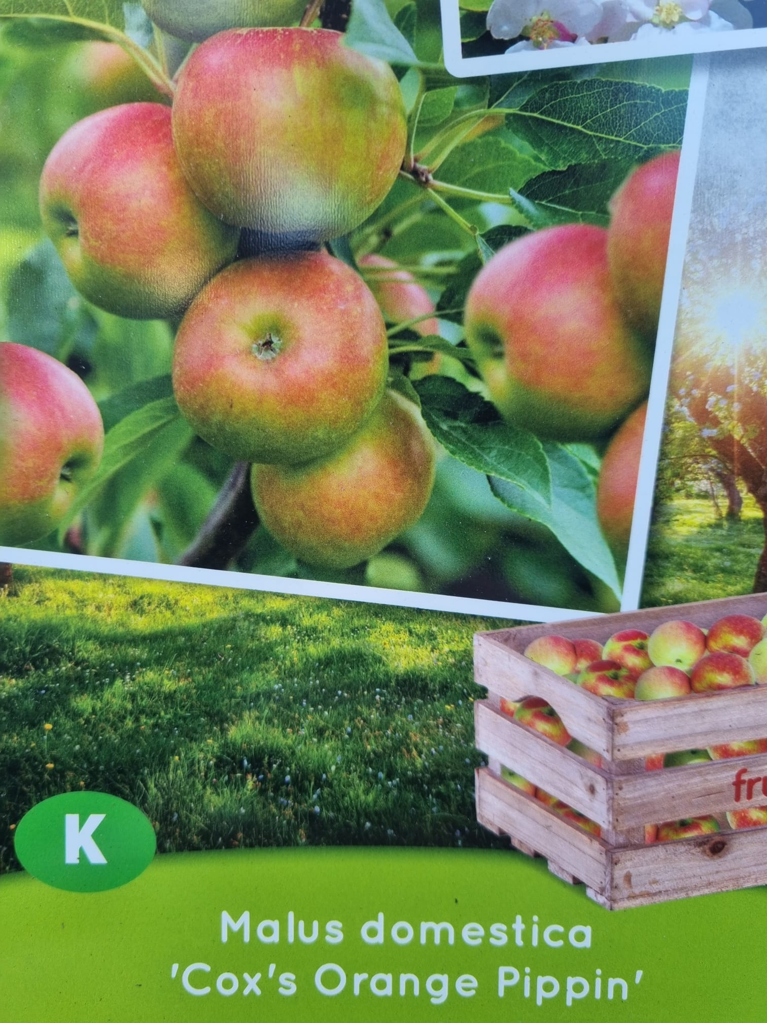 Apple, Cox Orange Pippin, 5Ft - Holland House Garden Centre Preston