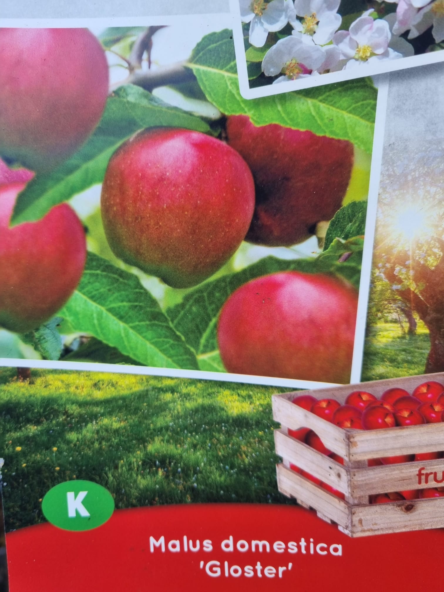 Apple, Gloster, 5Ft - Holland House Garden Centre Preston