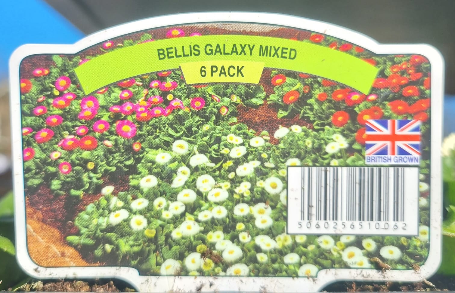 Bellis-Mix-4 pack - Holland House Garden Centre Preston