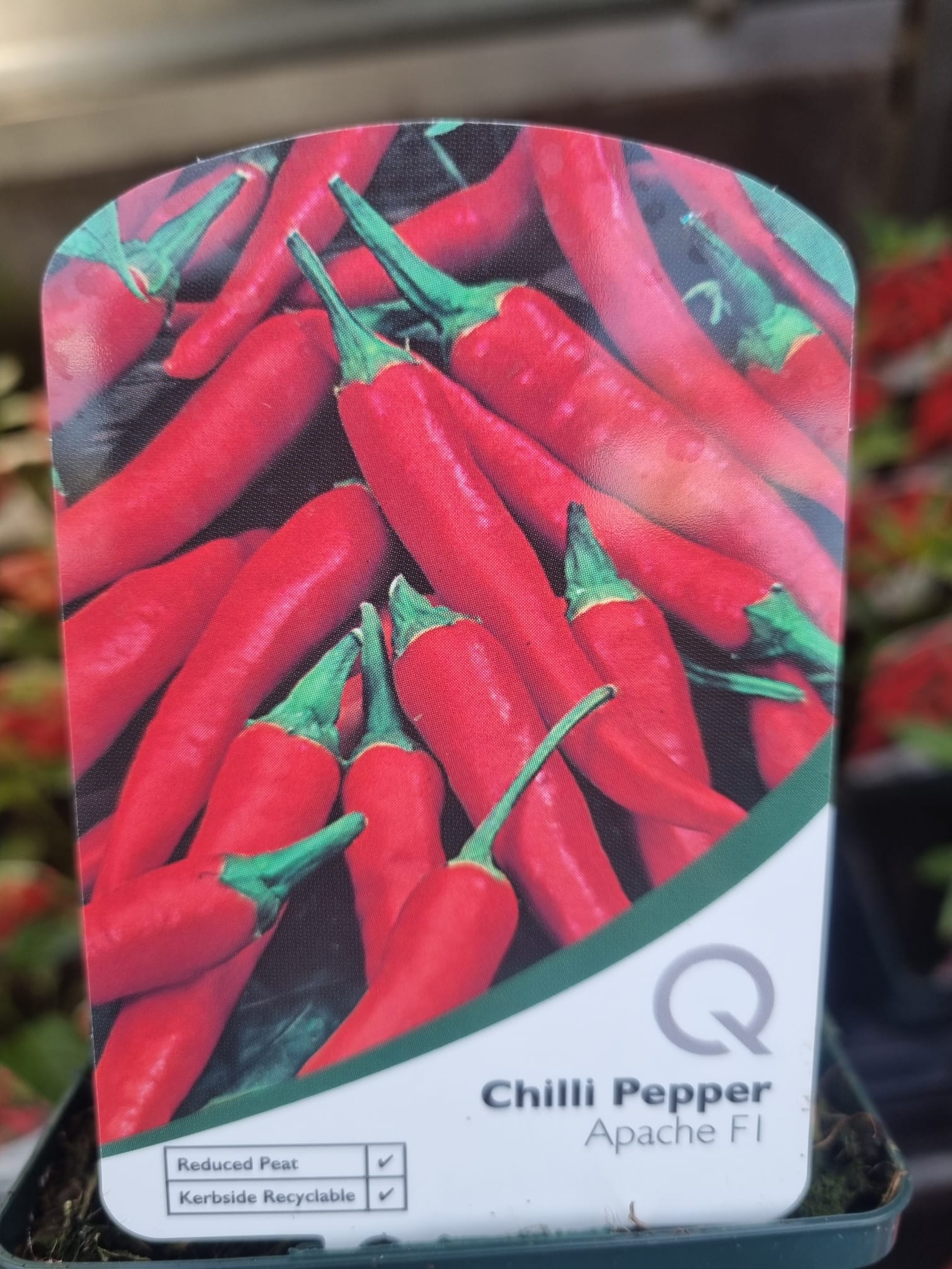 Chilli-Pepper-Apache-9-cm - Holland House Garden Centre Preston