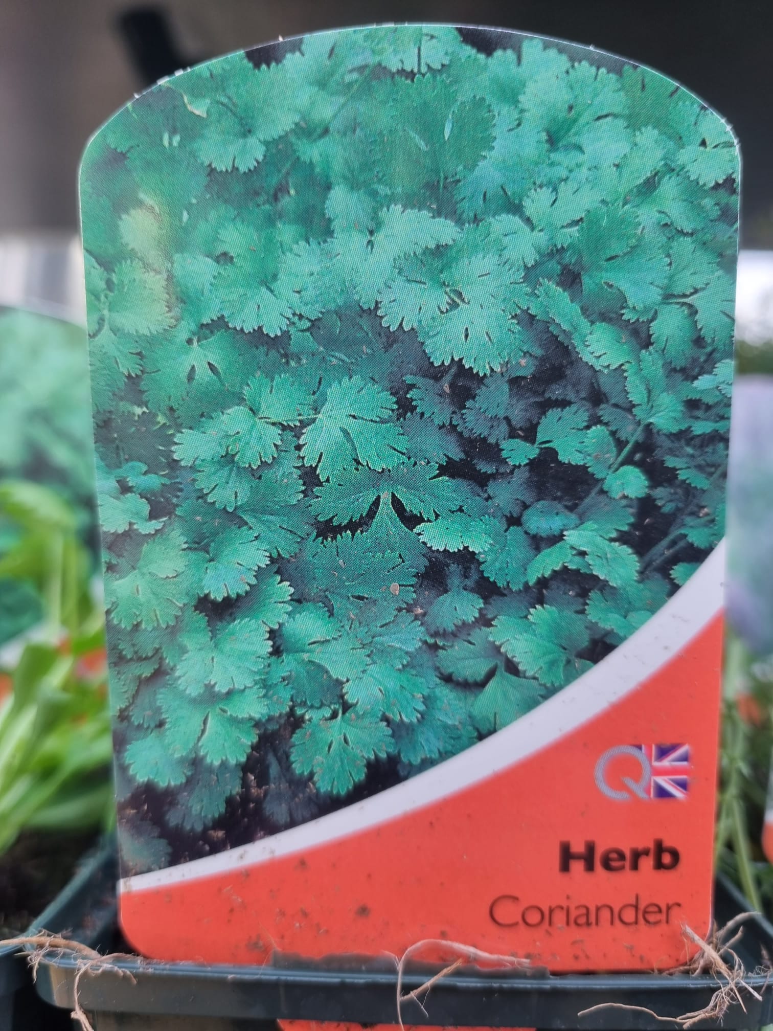 Coriander-9-cm - Holland House Garden Centre Preston
