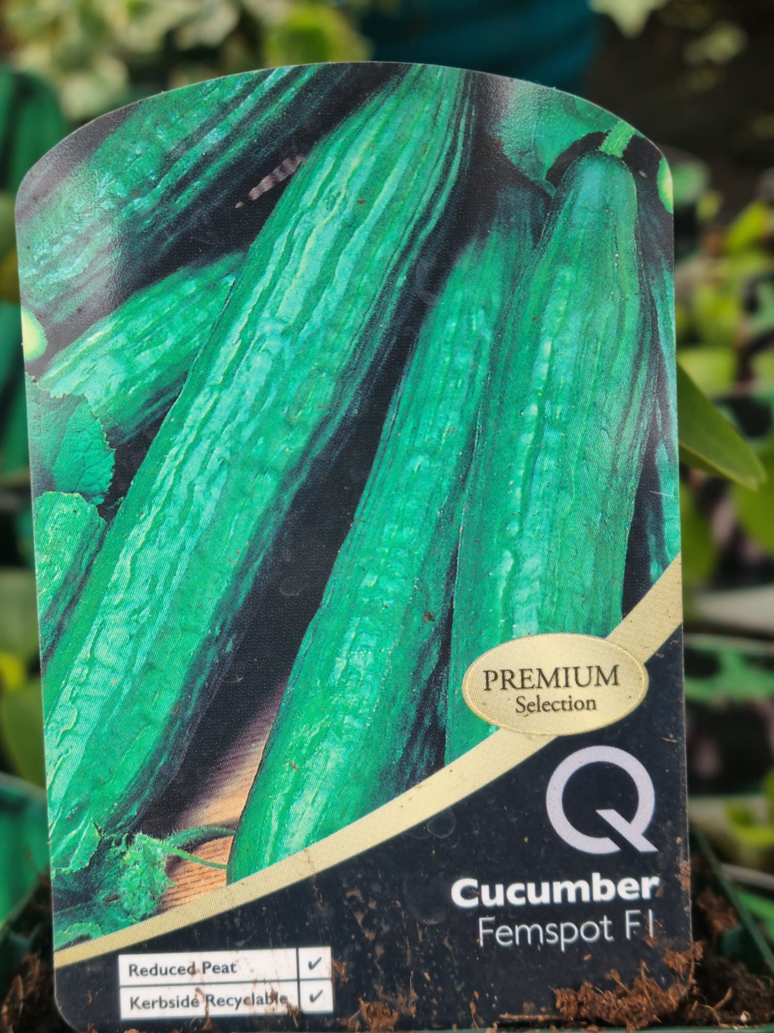 Cucumber-Femspot-10-cm - Holland House Garden Centre Preston