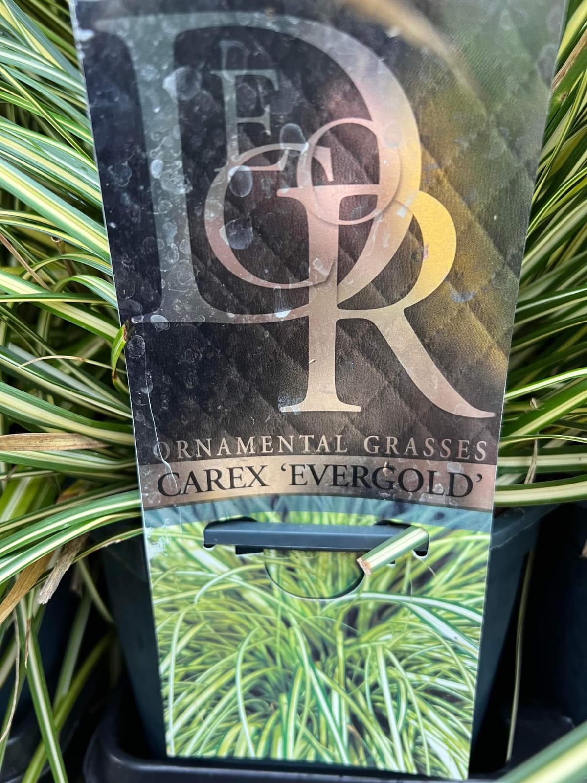 Carex Evergold - Holland House Garden Centre Preston