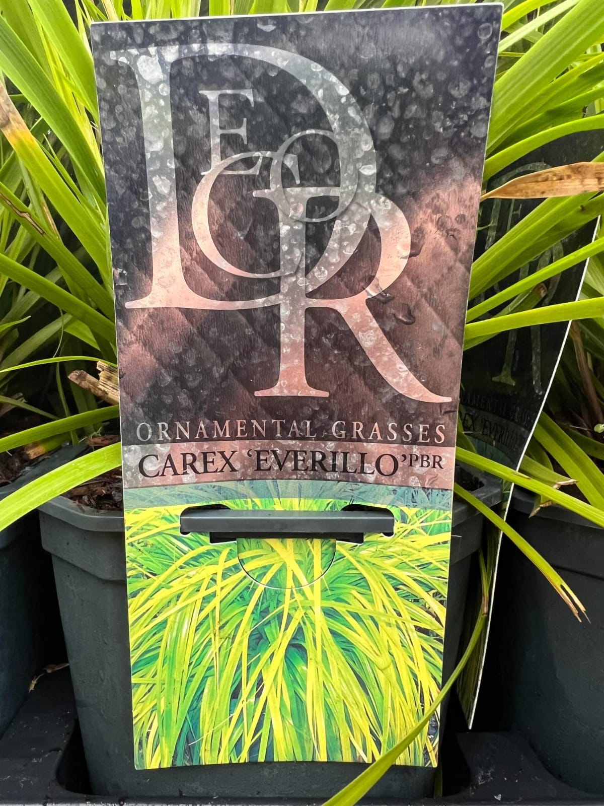 Carex Everillo - Holland House Garden Centre Preston
