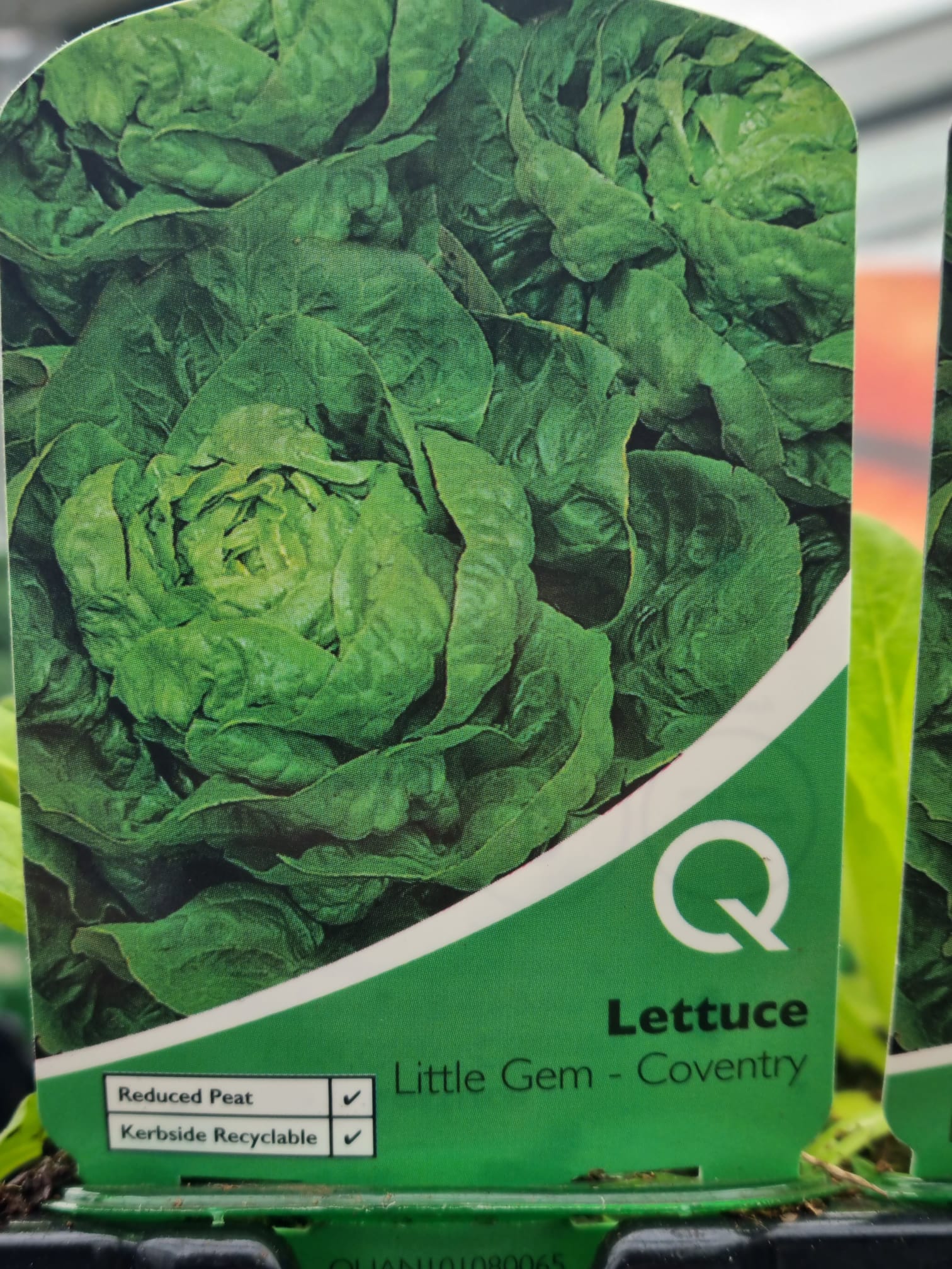 Lettuce-Little-Gem-Coventry-Multi-Strip-Pack - Holland House Garden Centre Preston