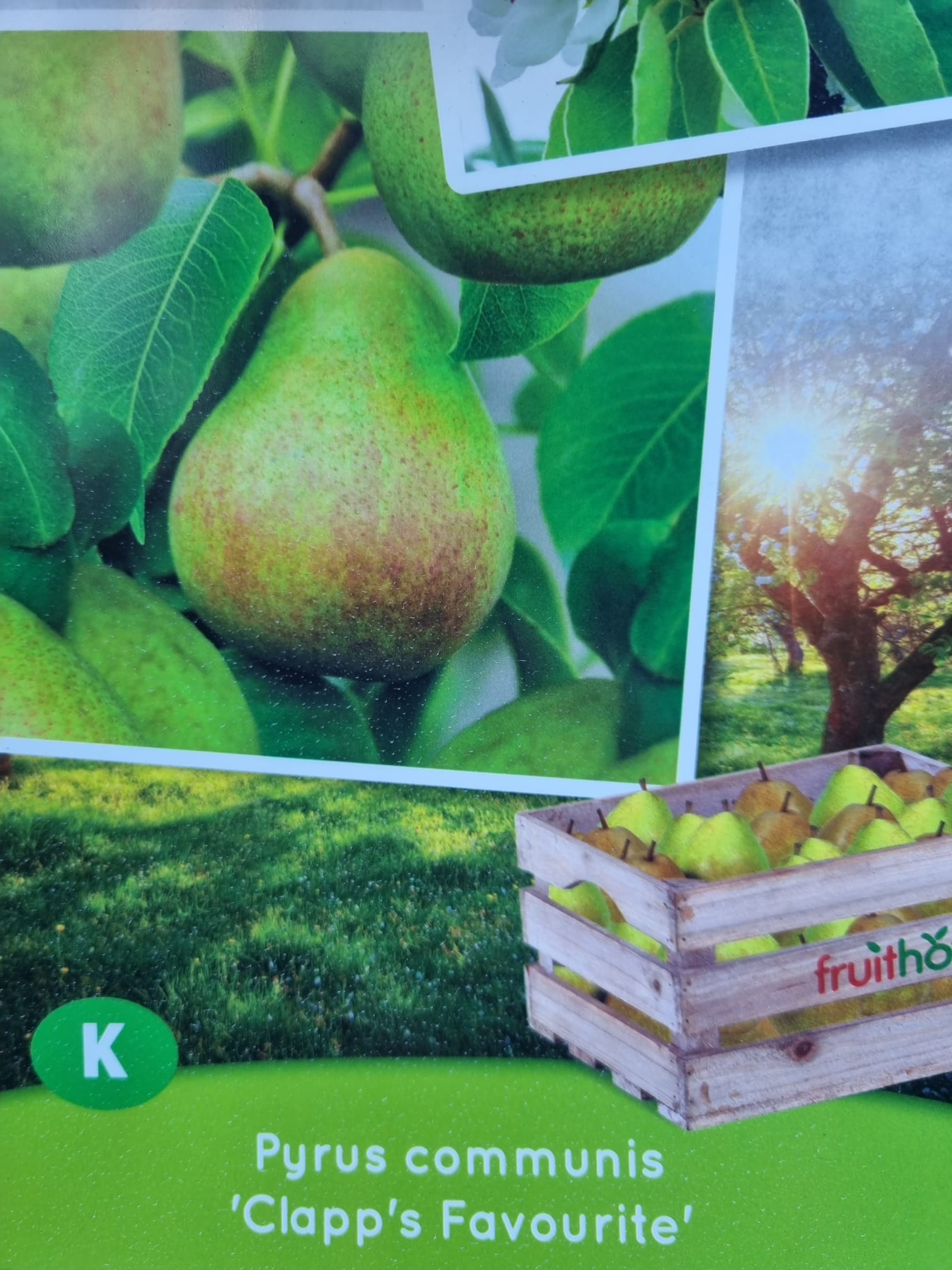 Pear, Chapps Favourite, 5Ft - Holland House Garden Centre Preston