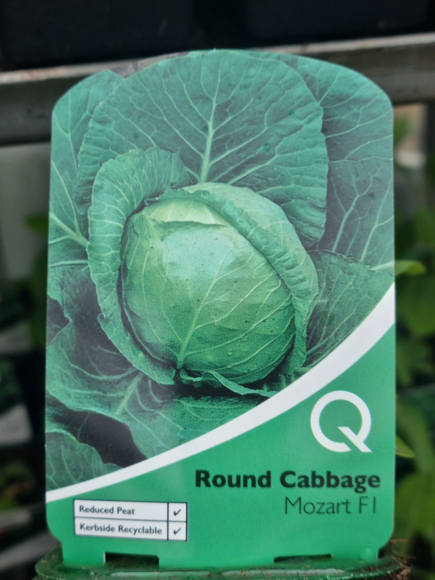 Round-Cabbage-Mozart-Multi-Strip-Pack - Holland House Garden Centre Preston