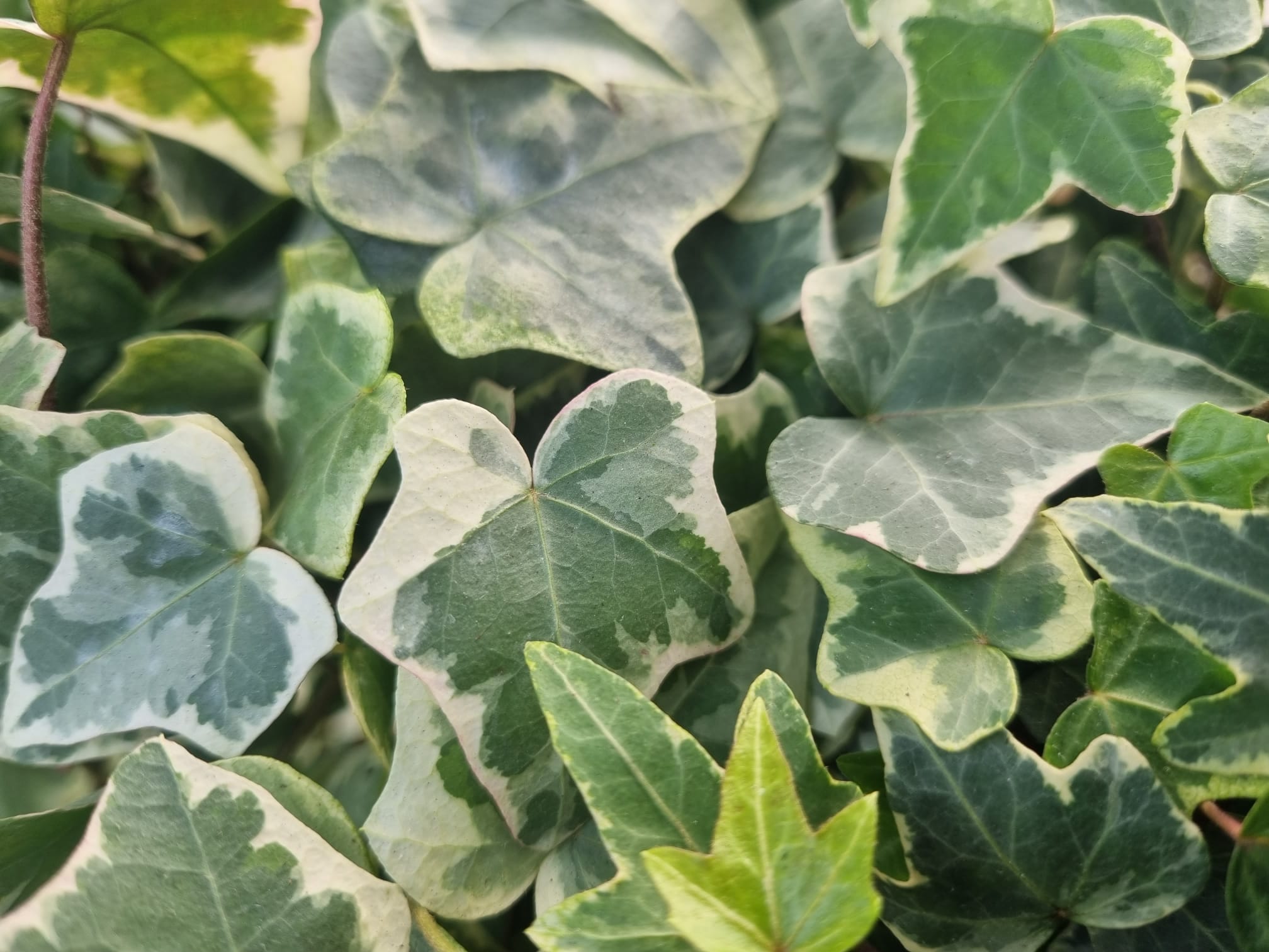 Ivy Silver Leaf 9cm - Holland House Garden Centre Preston