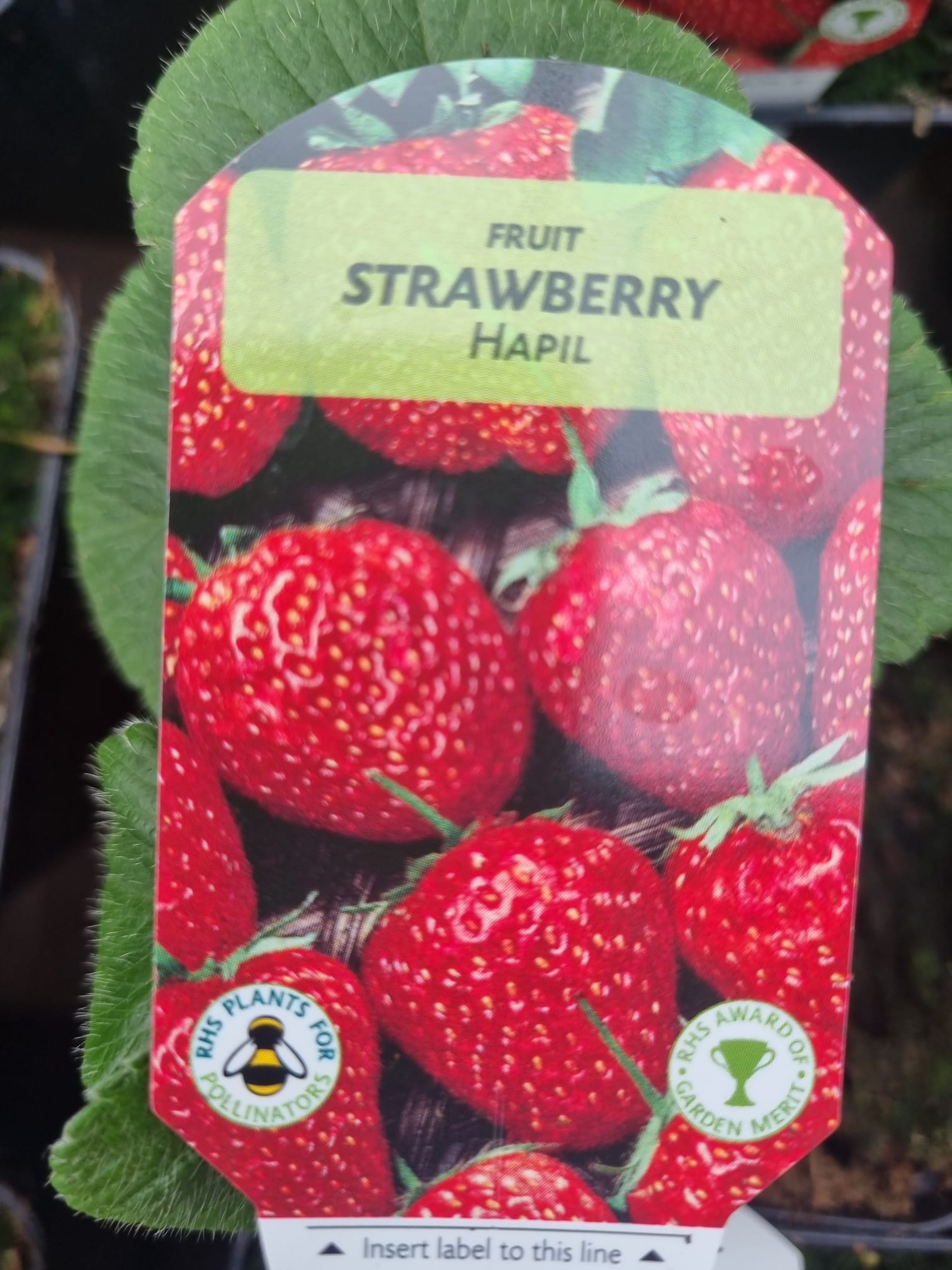 Strawberry, Hapil, 9cm - Holland House Garden Centre Preston