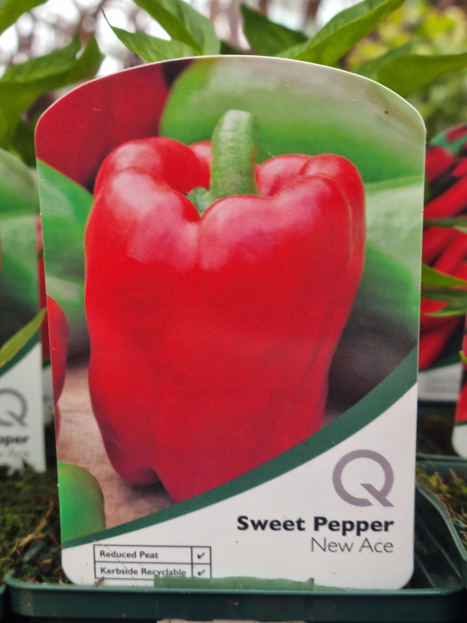 Sweet-Pepper-New-Ace-10-cm - Holland House Garden Centre Preston