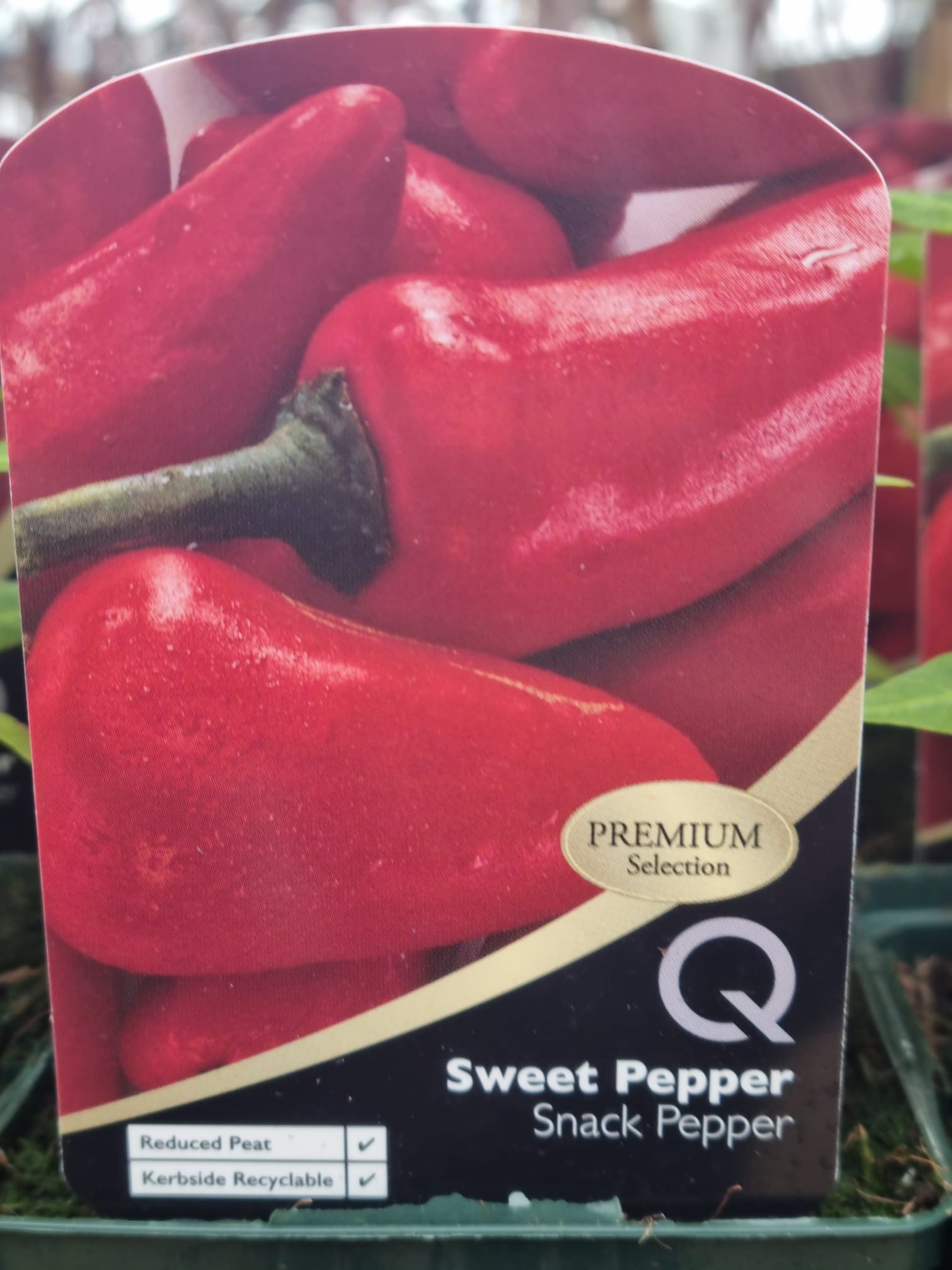 Sweet-Pepper-Snack-Pepper-10-cm - Holland House Garden Centre Preston