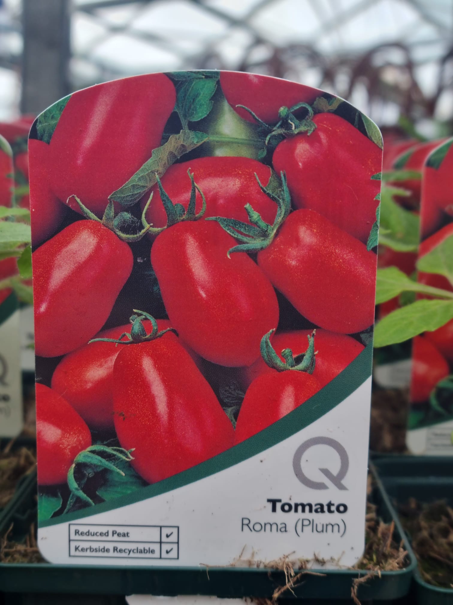 Tomato-Roma-10cm - Holland House Garden Centre Preston