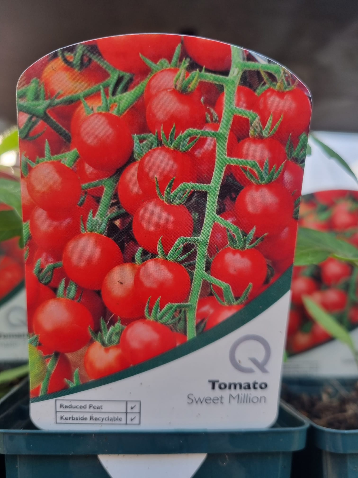 Tomato-Sweet-Million-9-cm - Holland House Garden Centre Preston