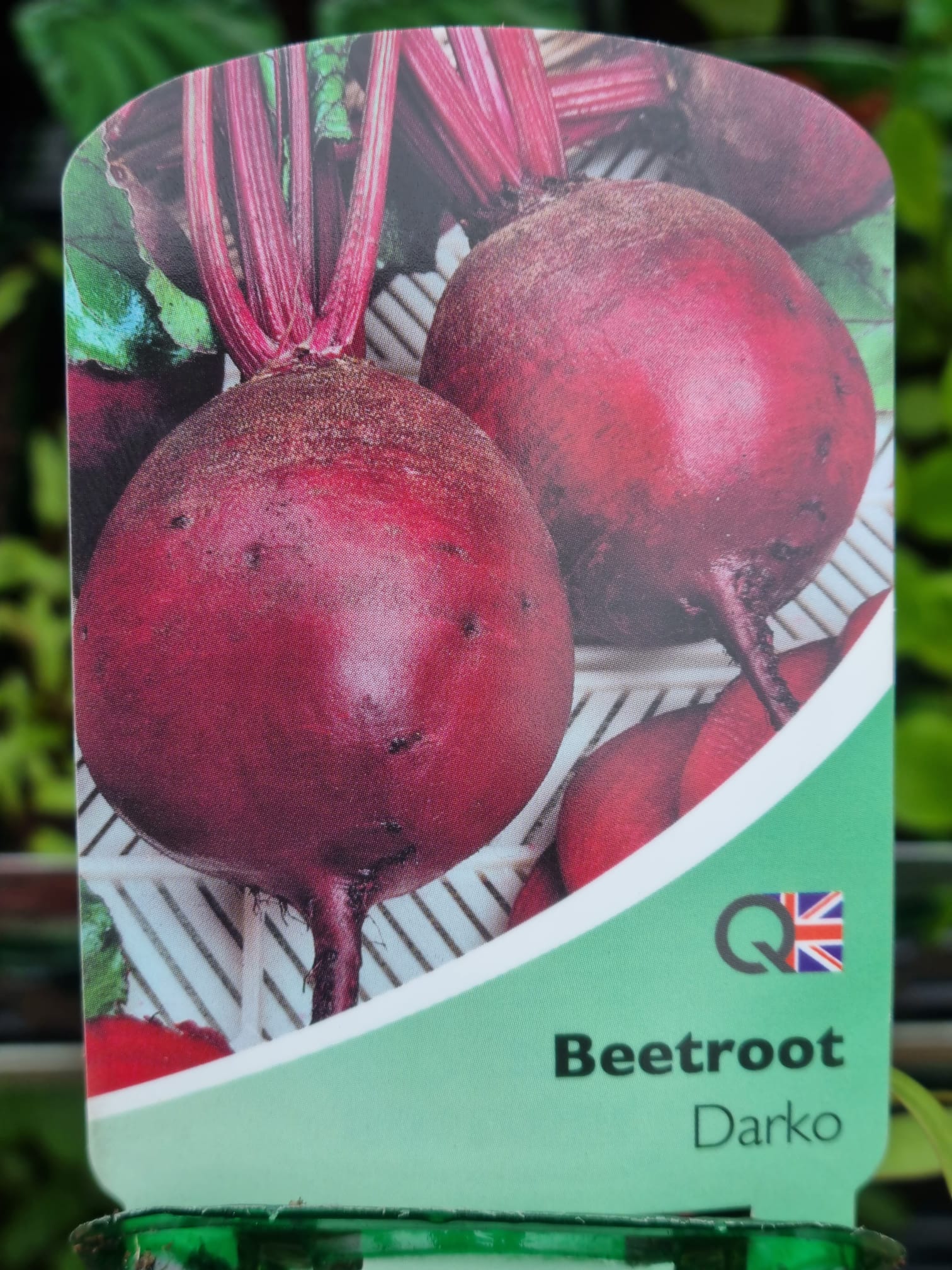 Beetroot, Darko, Strip Multi Pack - Holland House Garden Centre Preston