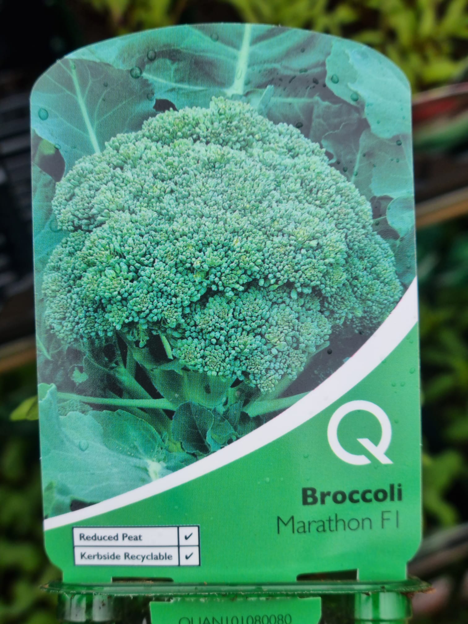 Broccoli, Marathon, Strip Multi Pack - Holland House Garden Centre Preston