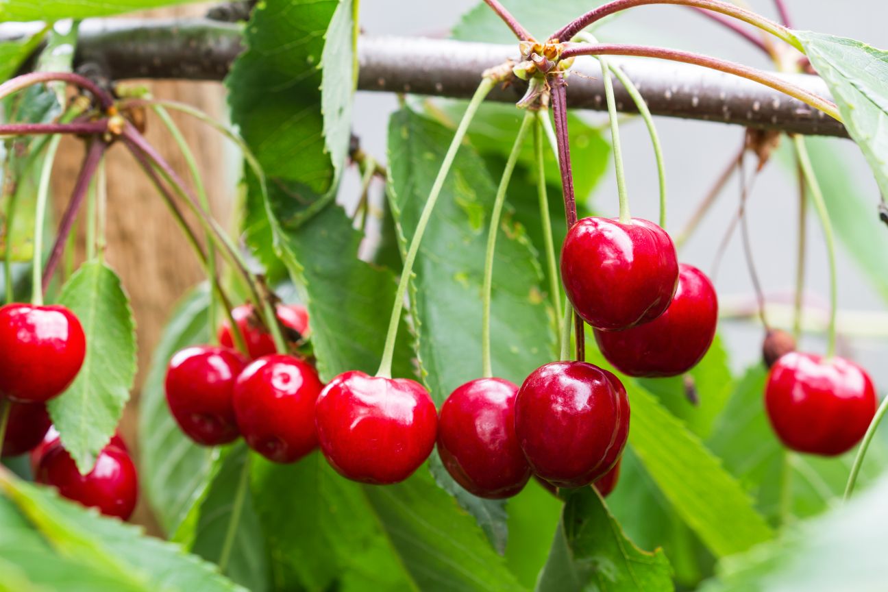 Cherry Tree, Stella, Patio Fruit Tree - Holland House Garden Centre Preston