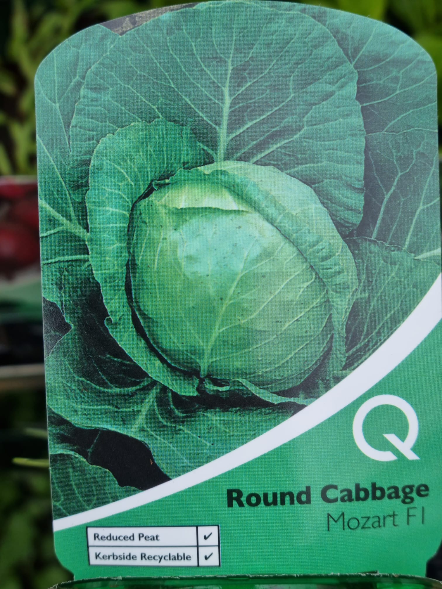 Cabage Round, Mosart Strip Multi Pack - Holland House Garden Centre Preston