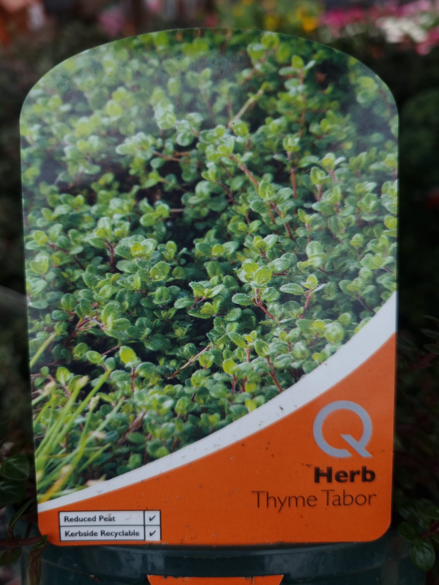 Thyme Tabor 1Ltr - Holland House Garden Centre Preston