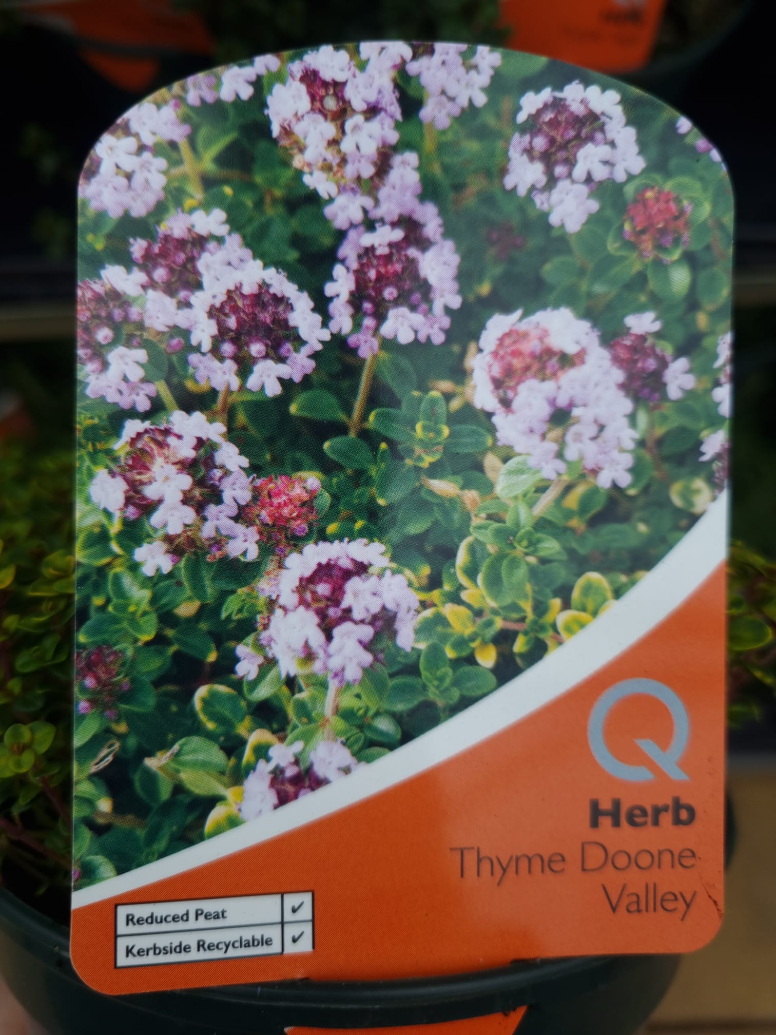 Thyme Doon Valley 1Ltr - Holland House Garden Centre Preston
