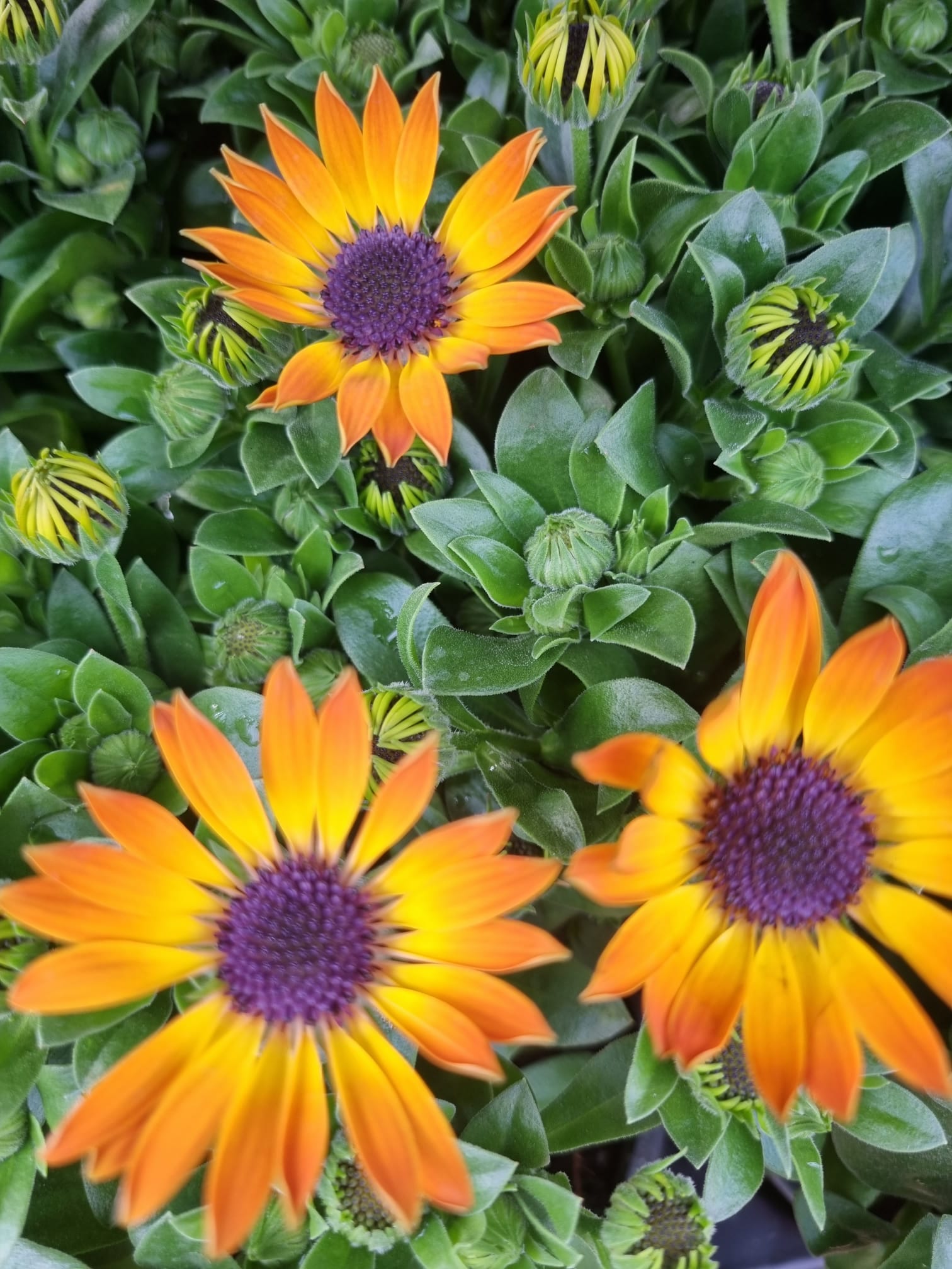 Osteospermum Orange - Holland House Garden Centre Preston