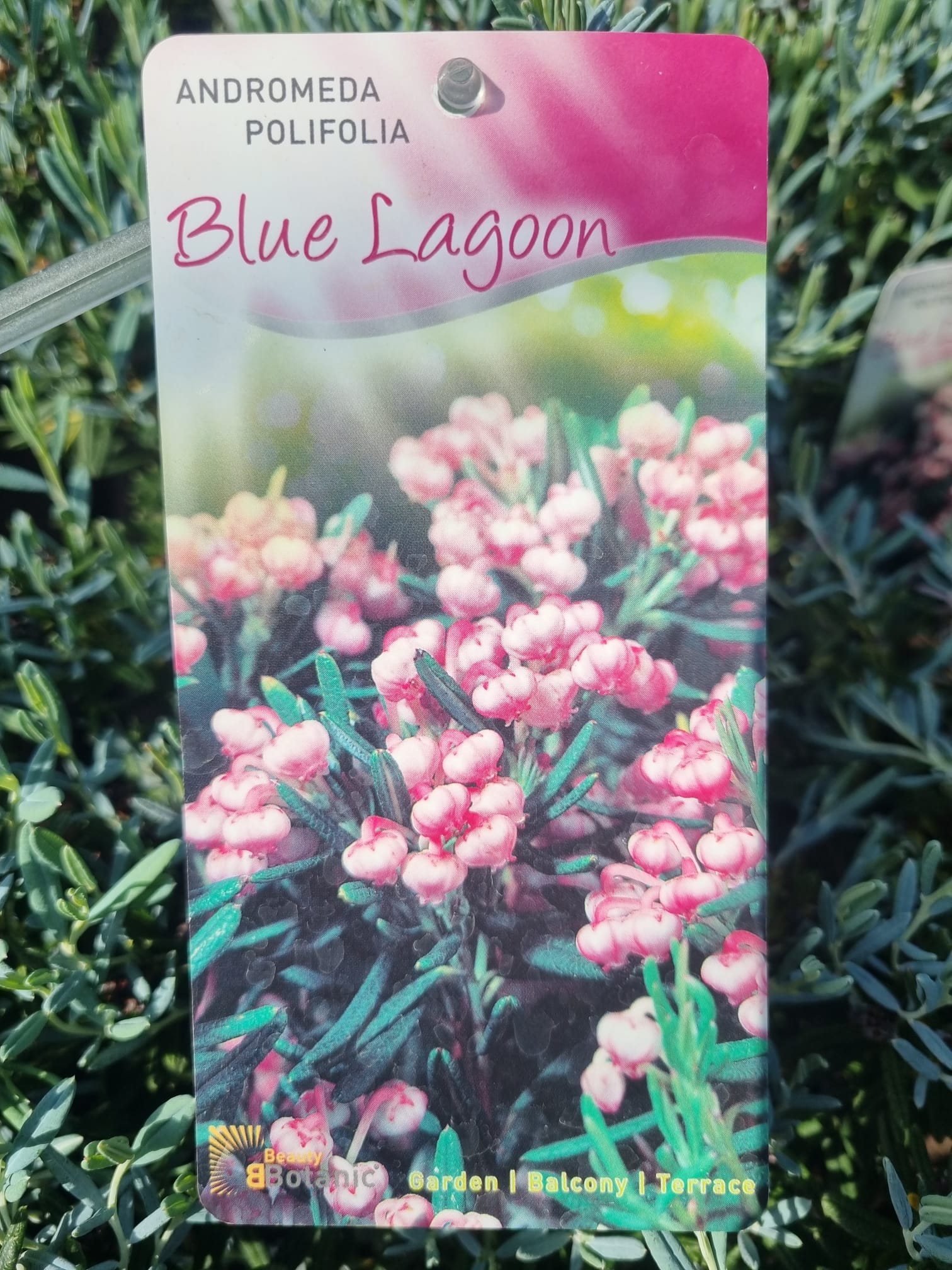 Andromeda Polifolia Blue Lagoon 2L - Holland House Garden Centre Preston