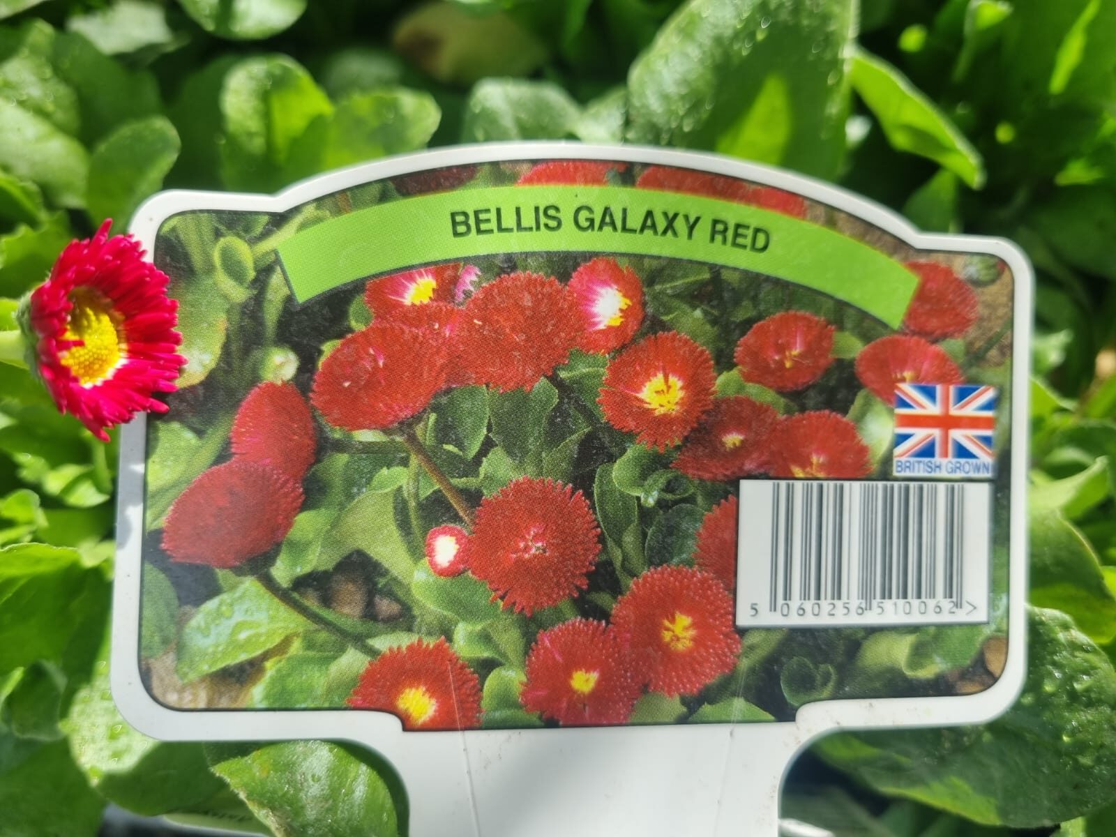 Bellis Galaxy Red 6 Pack - Holland House Garden Centre Preston