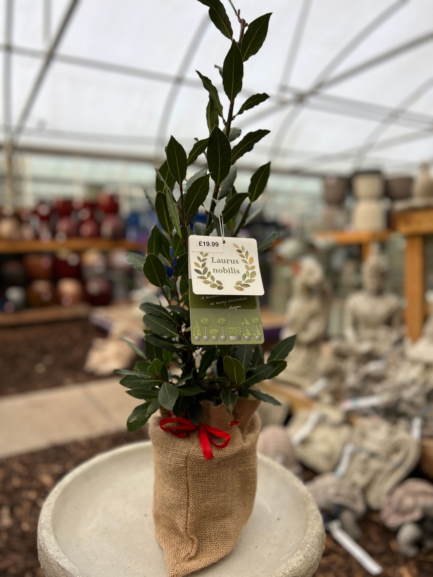 Laurus Nobilis - Bay Tree - Holland House Garden Centre Preston
