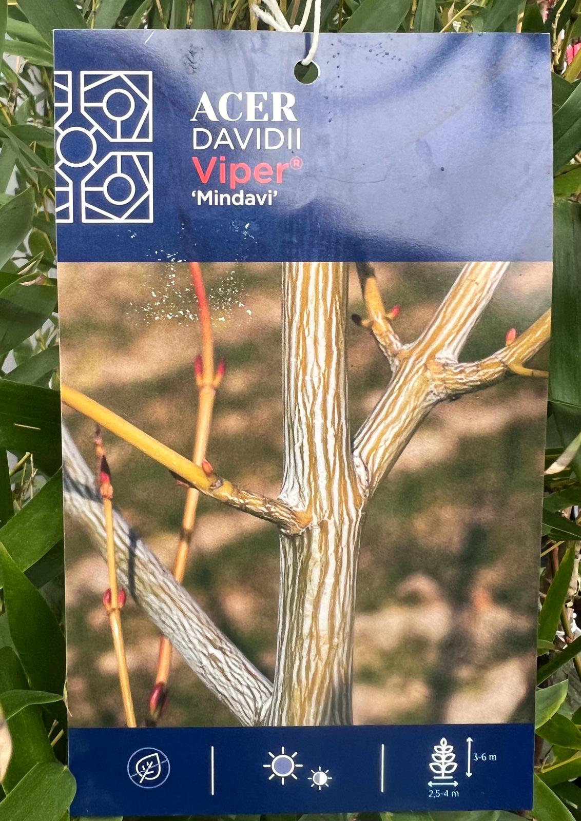 Acer Davidii Viper ‘Mindavi’ 4/5ft - Holland House Garden Centre Preston