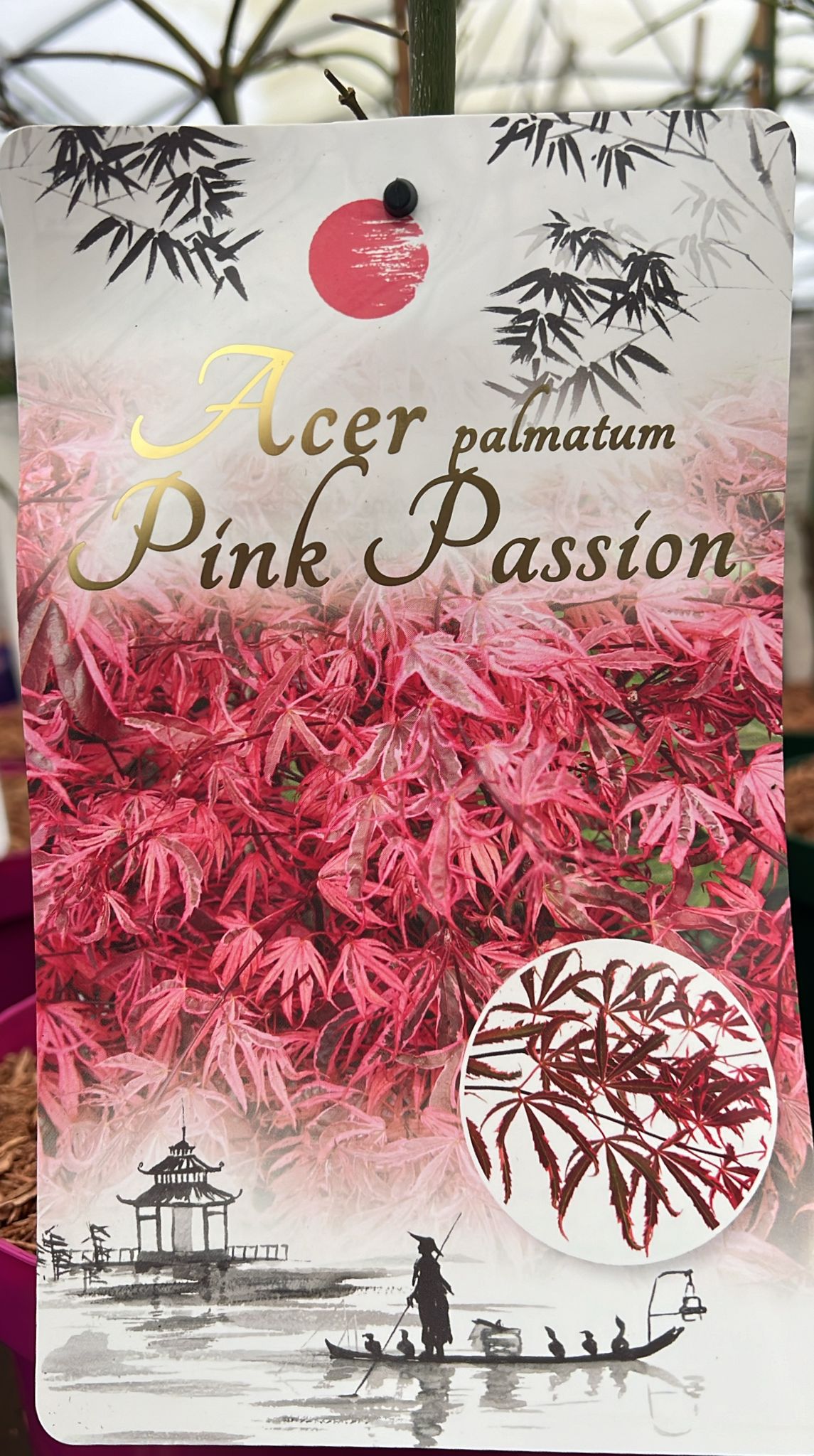 Acer Pink Passion 3ltr - Holland House Garden Centre Preston