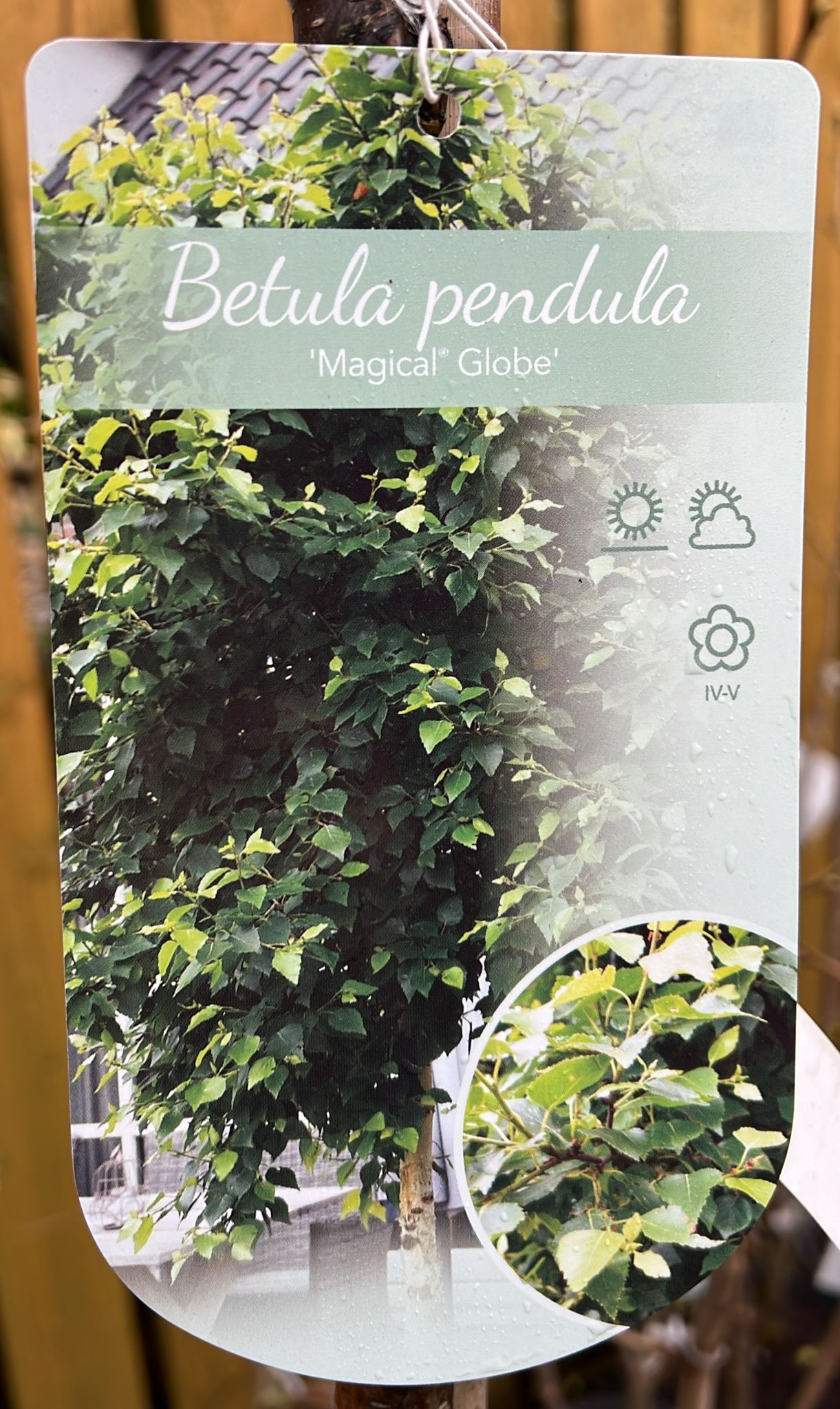 Betula pendula ‘magic globe’ 10ltr - Holland House Garden Centre Preston