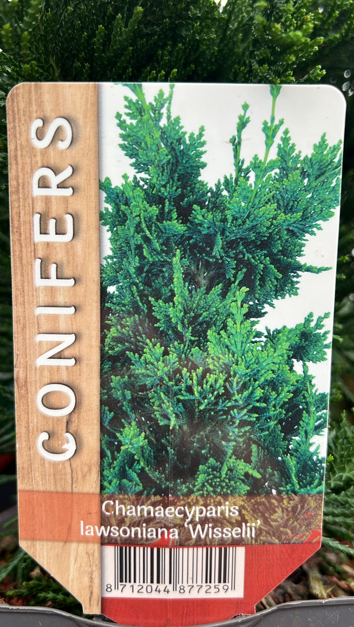 Conifer Chamaecyparis lawsoniana ‘wisselii’ 2ltr - Holland House Garden ...