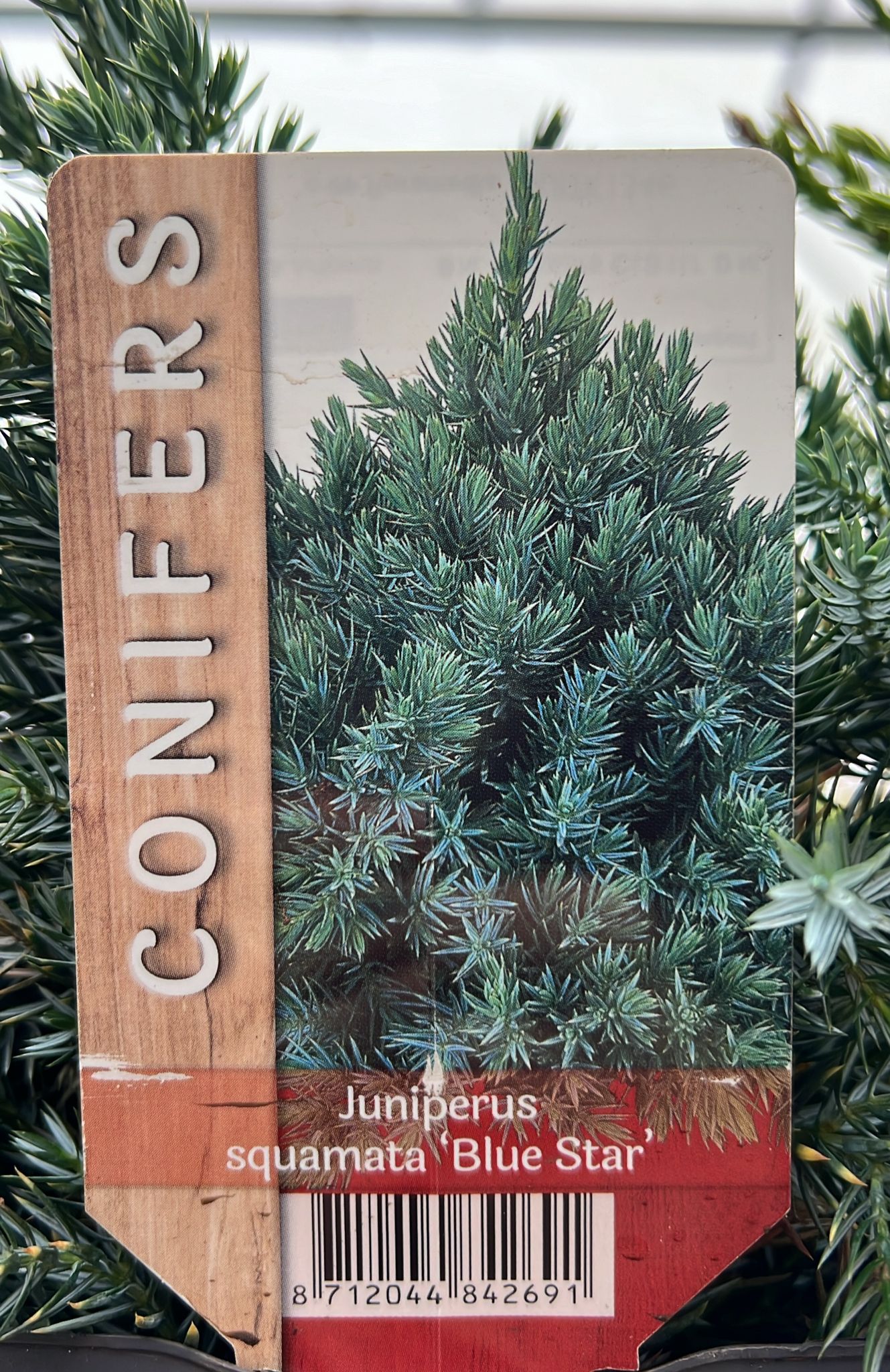 Conifer Juniperus Squamata ‘blue star’ 2ltr - Holland House Garden ...