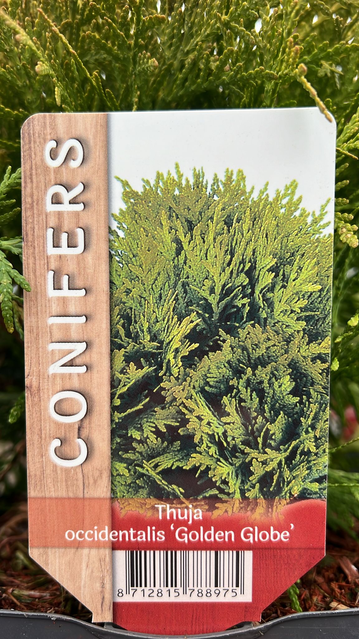 Conifer Thuja Occidentalis ‘golden globe ‘ 2ltr - Holland House Garden ...