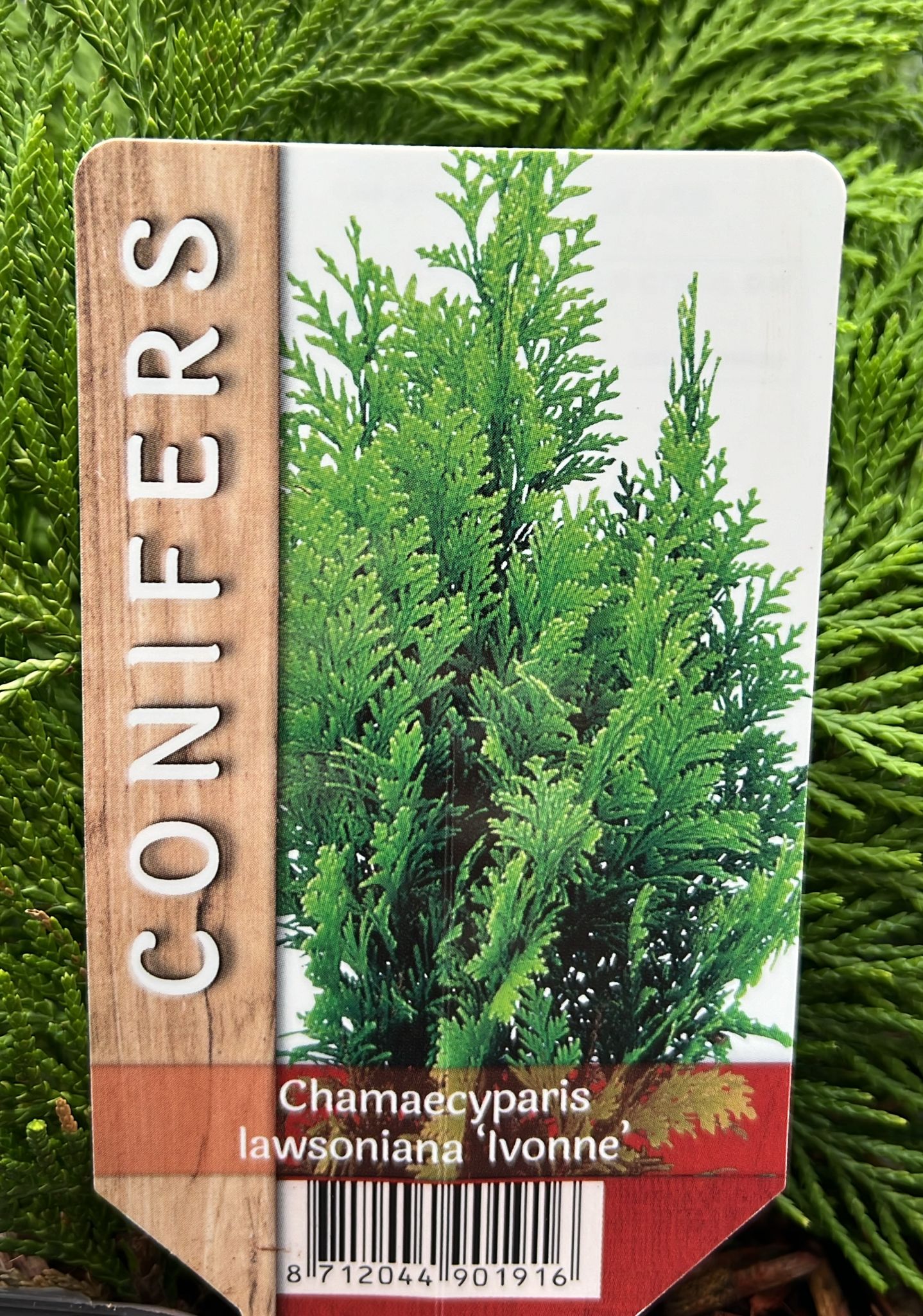 Conifer. Chamaecyparis Lawsoniana ‘Ivonne’ 2ltr - Holland House Garden ...